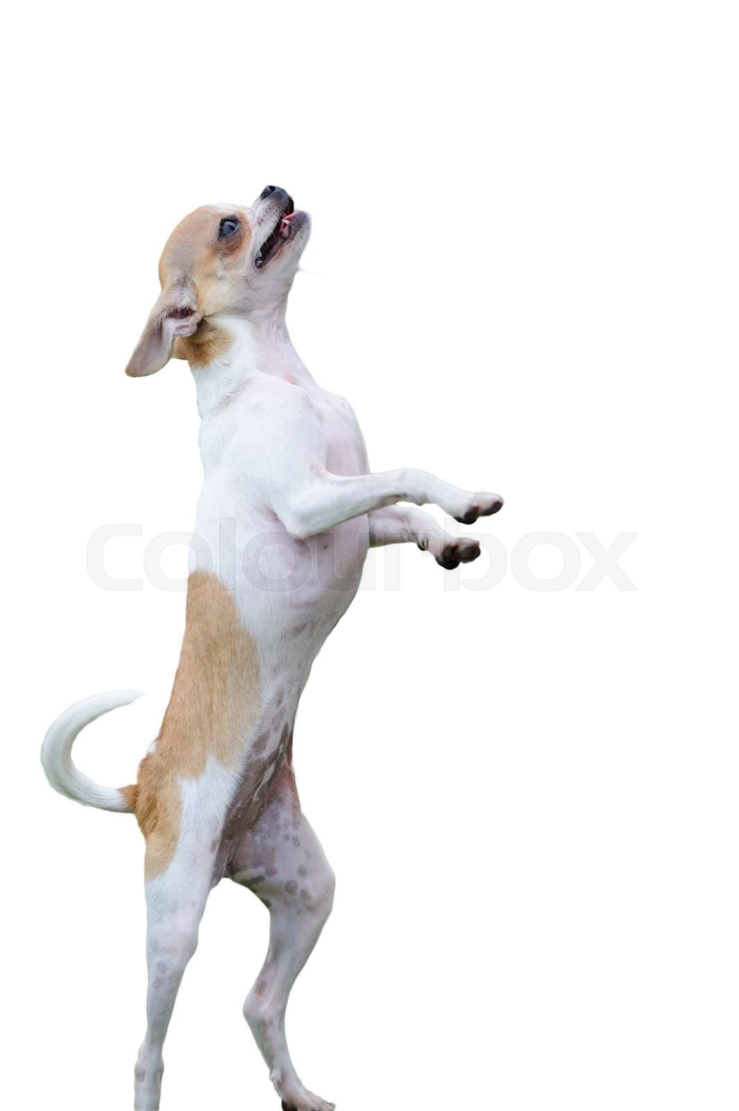 Can Dogs Stand On Two Legs