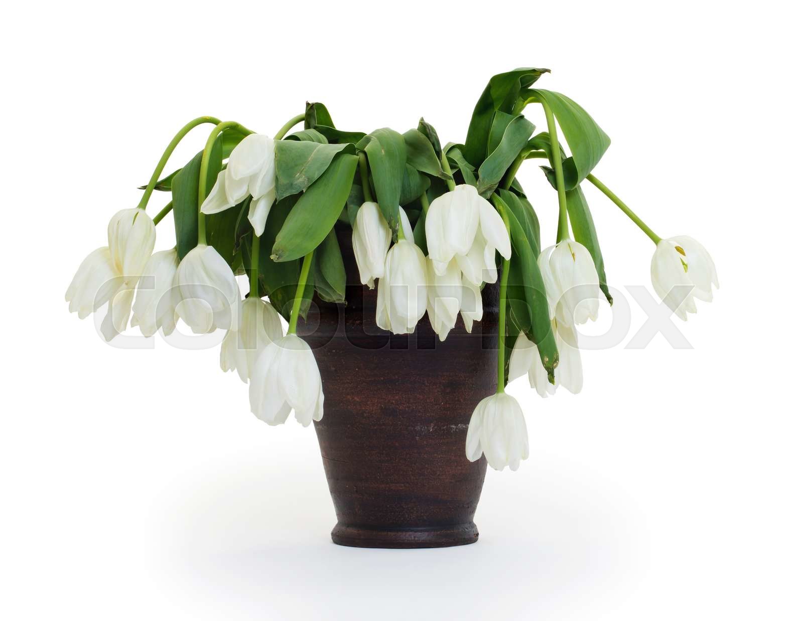 Vase full of droopy and dead flowers | Stock image | Colourbox