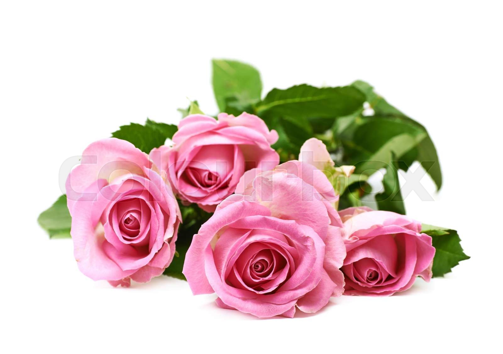 Pile of pink roses isolated | Stock image | Colourbox