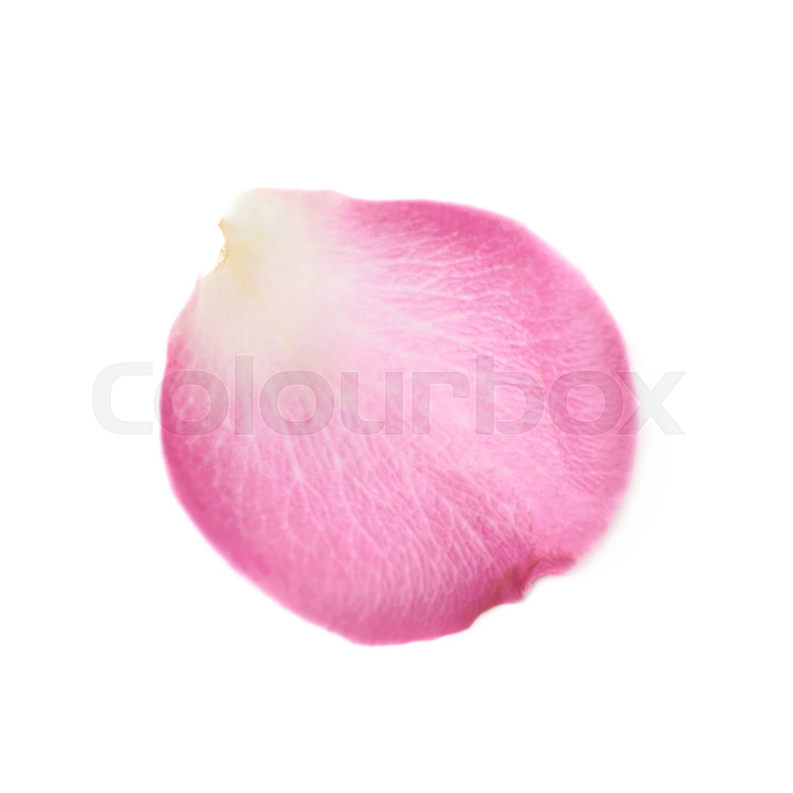 Single Rose Petal