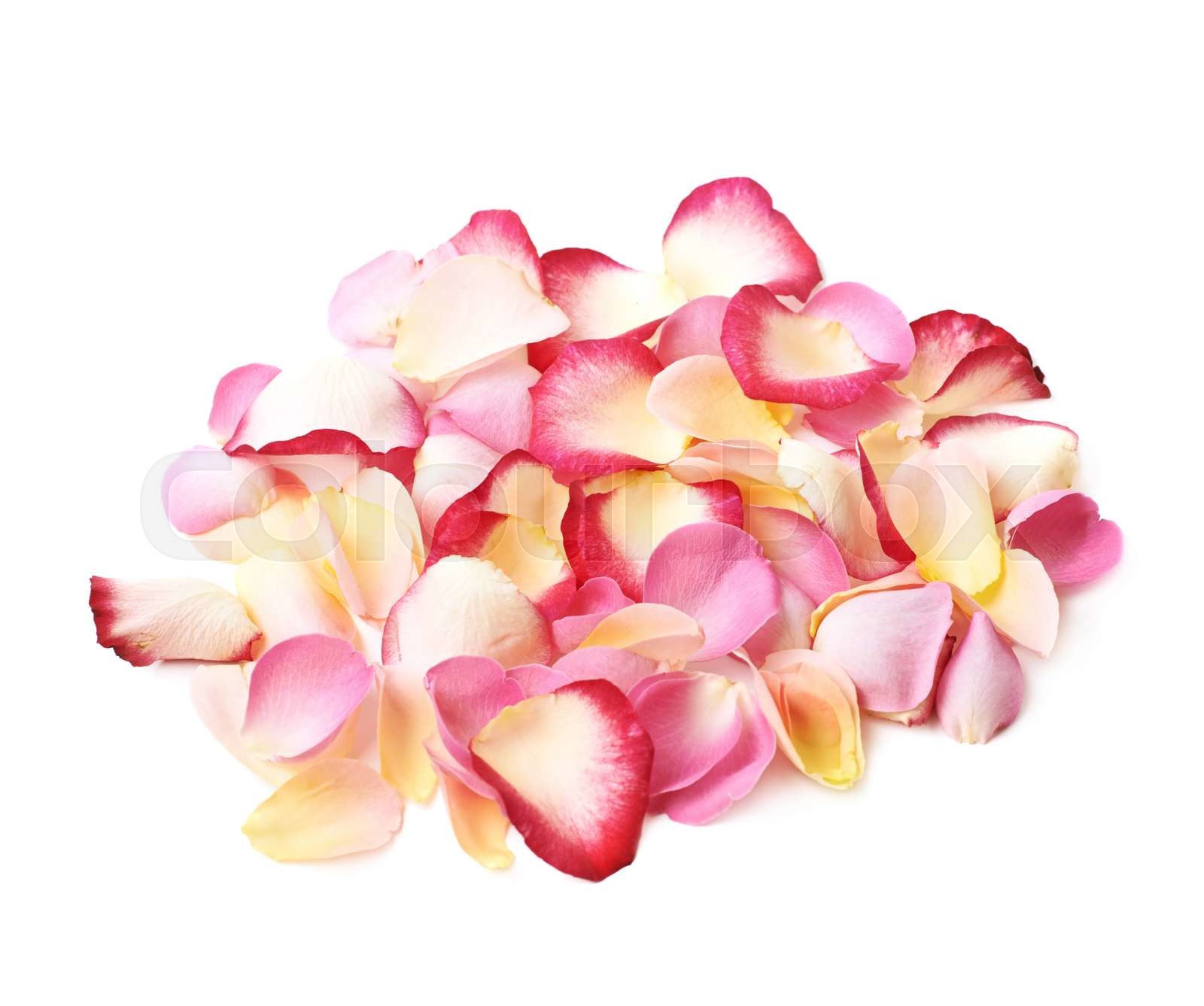Pile of multiple rose petals | Stock image | Colourbox
