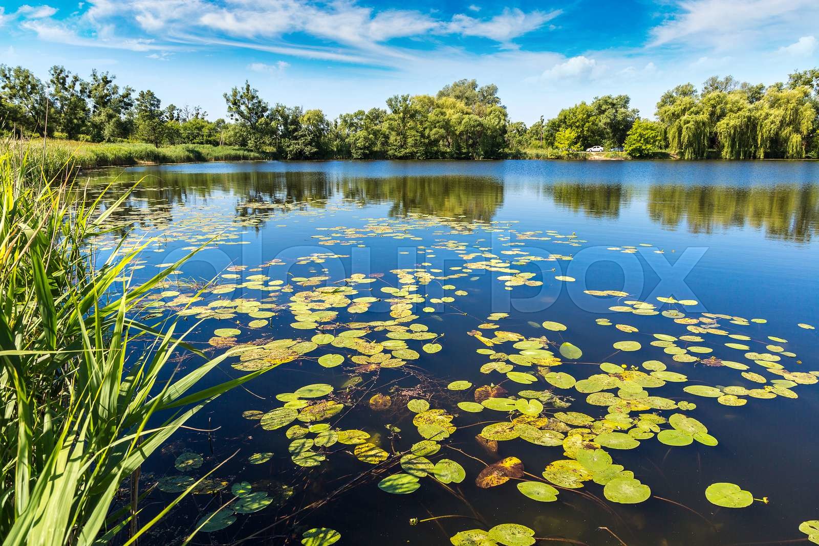 Calm pond and water plants | Stock image | Colourbox