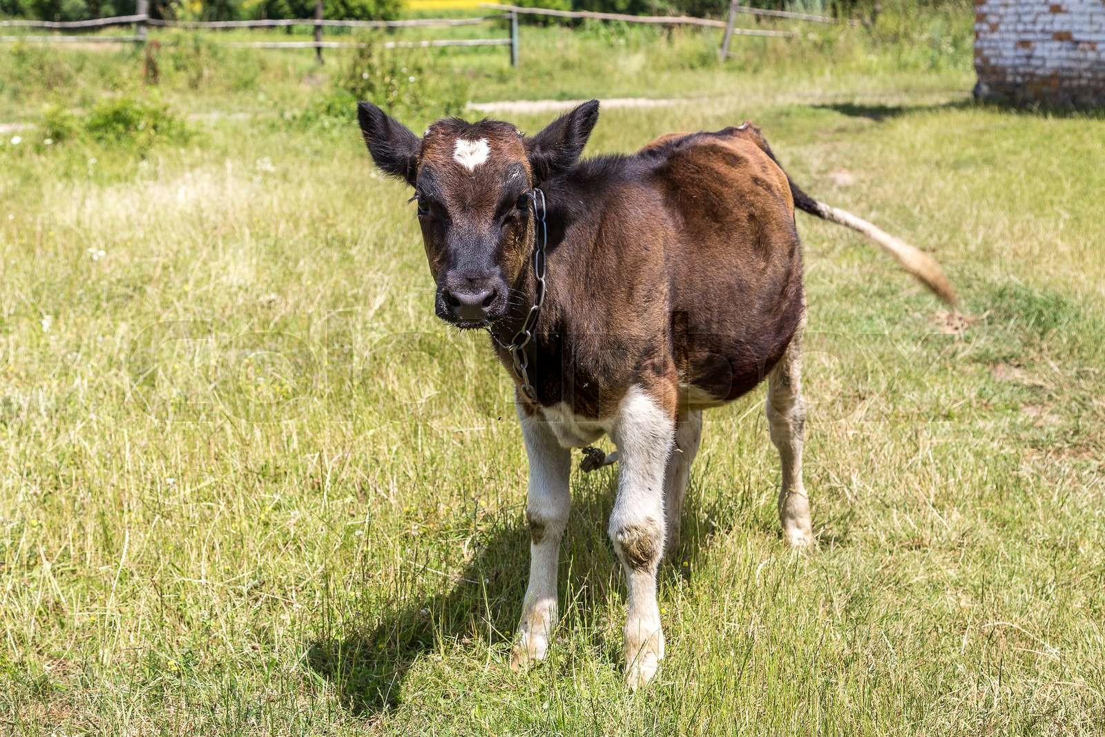 Little calf | Stock image | Colourbox