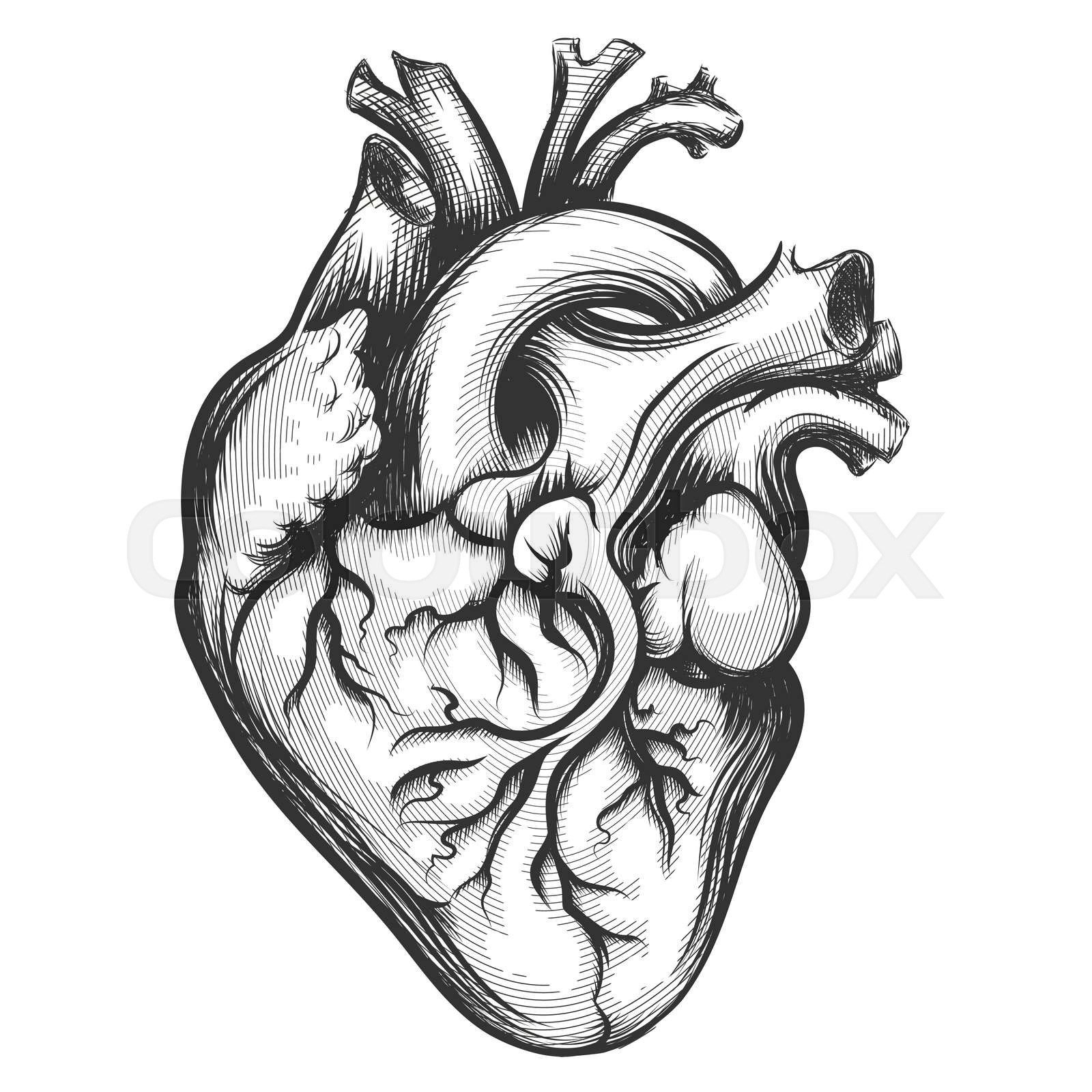 hjerte, anatomi, anatomisk | Stock vektor | Colourbox