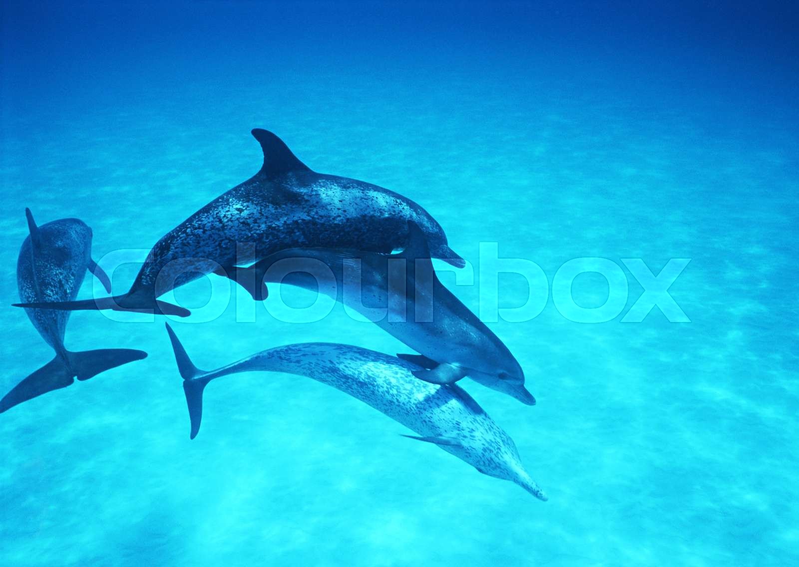 Marine Animals | Stock image | Colourbox