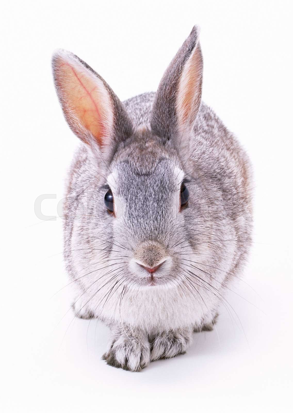 Cute Rabbit | Stock image | Colourbox
