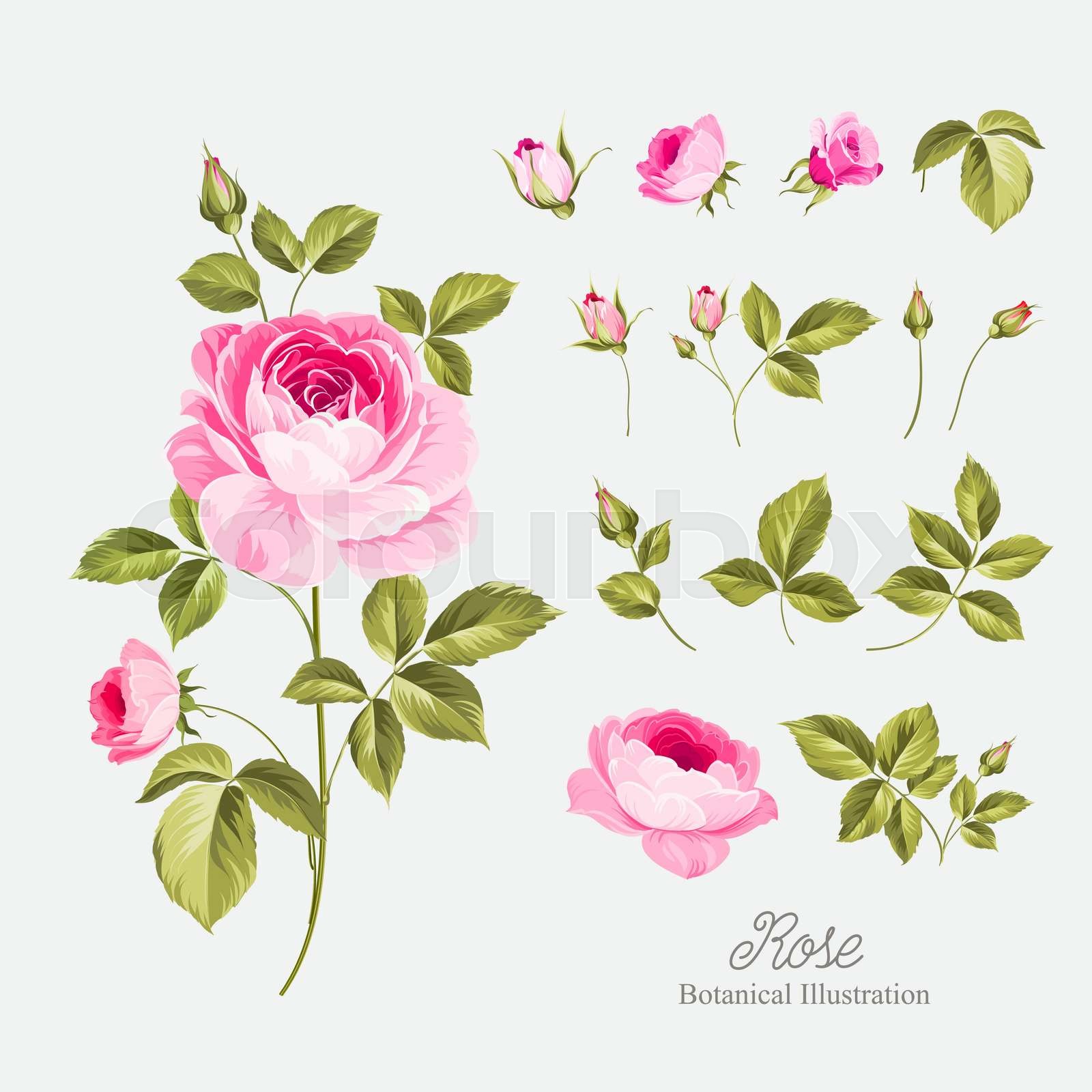 Wedding flowers bundle. | Stock vector | Colourbox