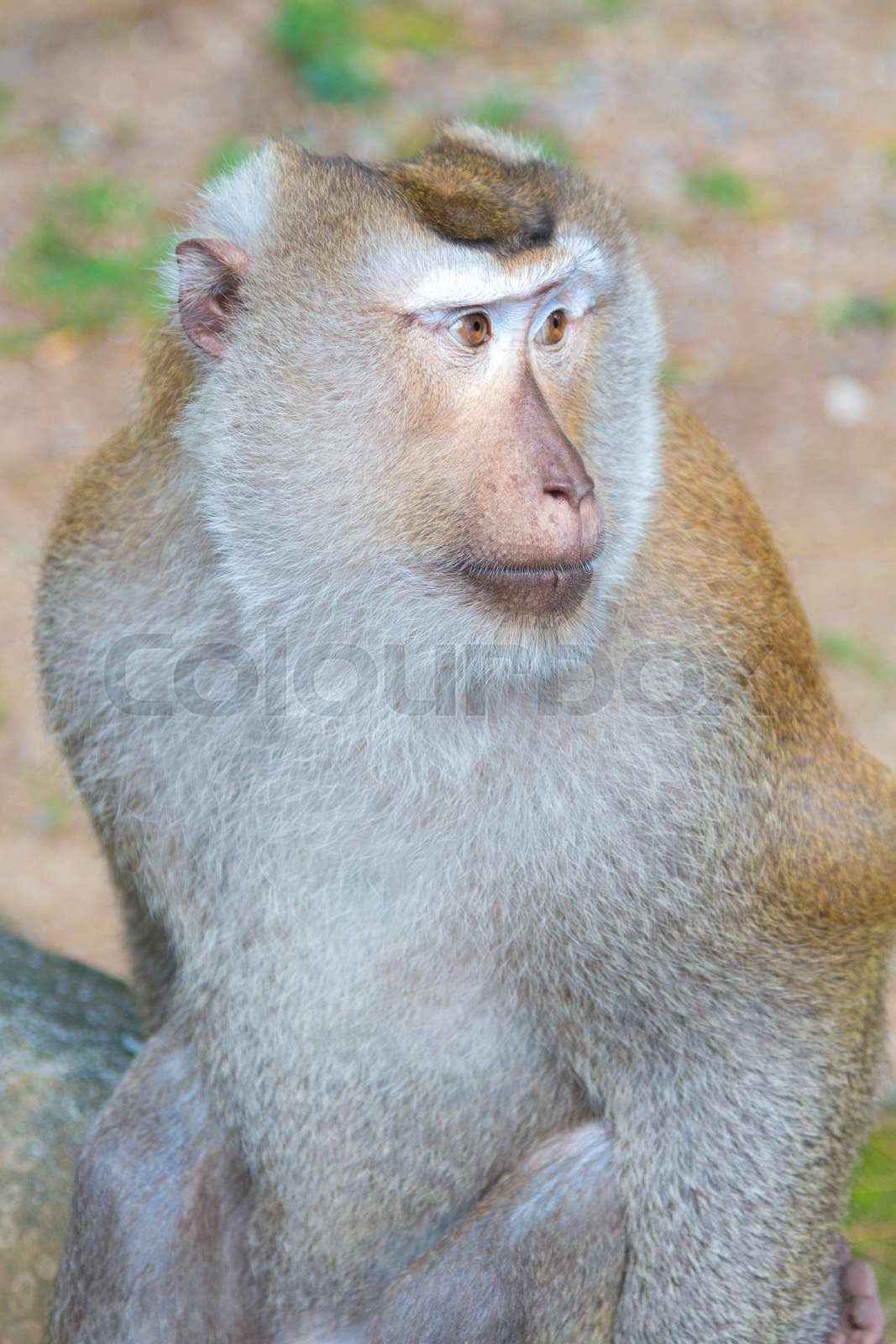 Adult big monkey | Stock image | Colourbox