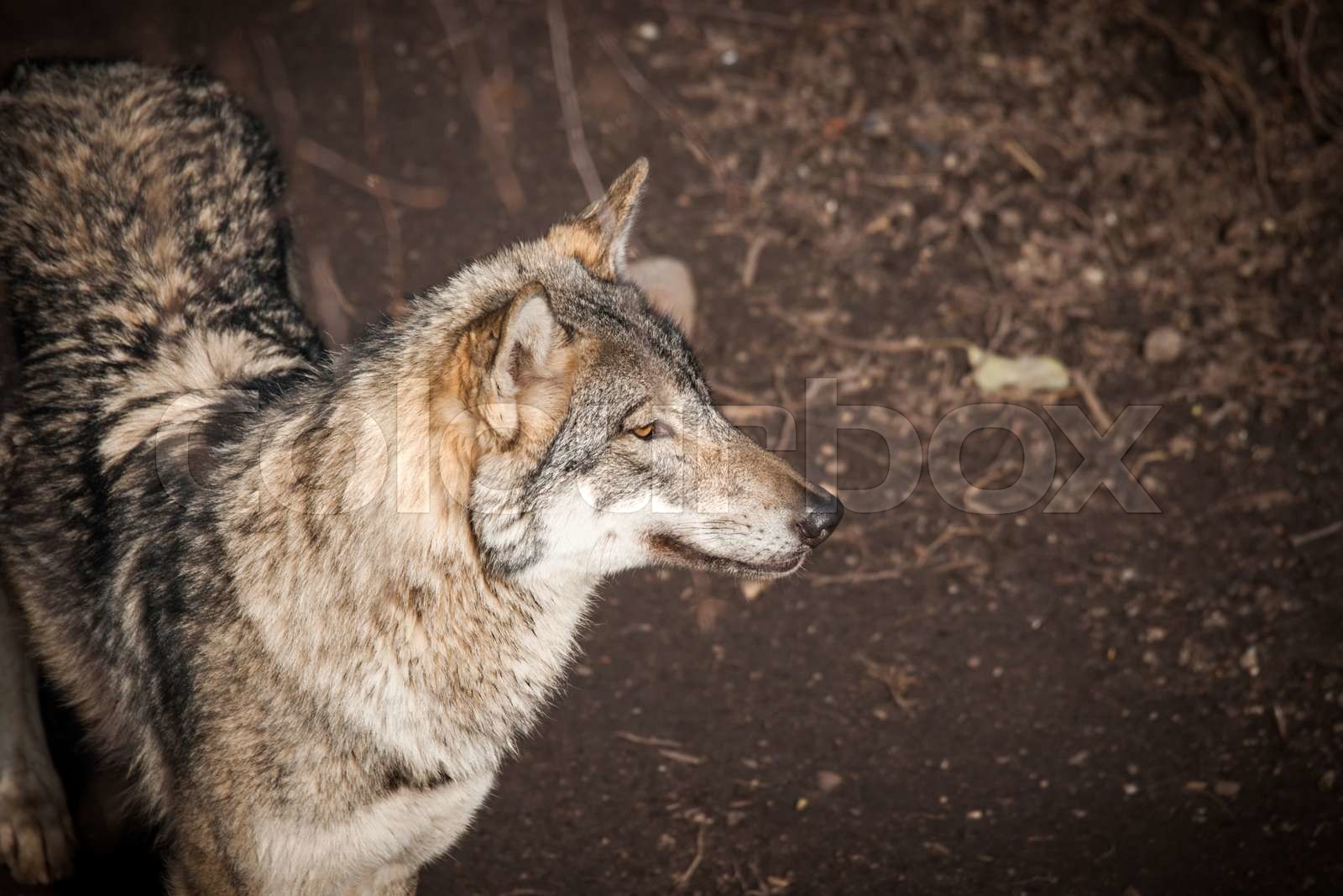 Grey wolf in a forest in autumn | Stock image | Colourbox