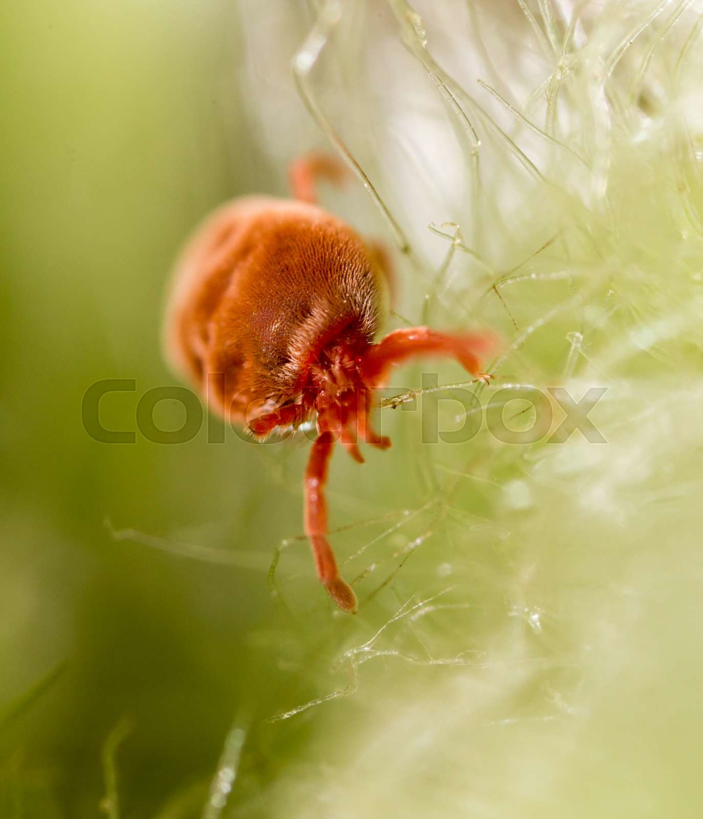 Red tick in nature. macro | Stock image | Colourbox