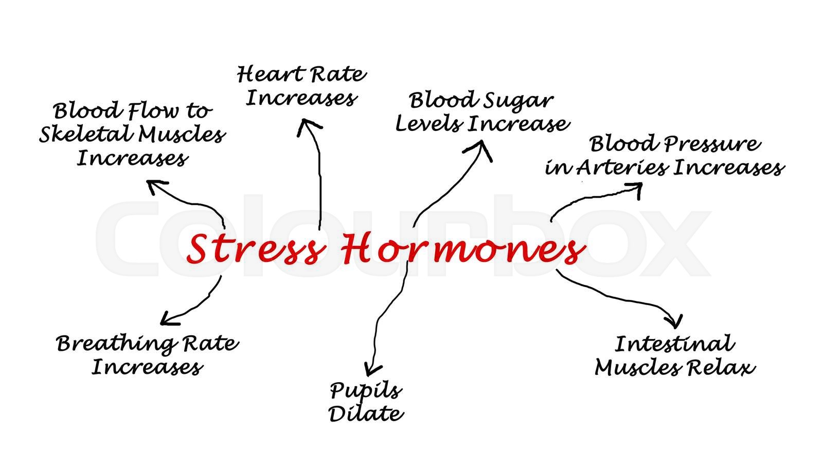 Effects of Stress Hormones | Stock image | Colourbox