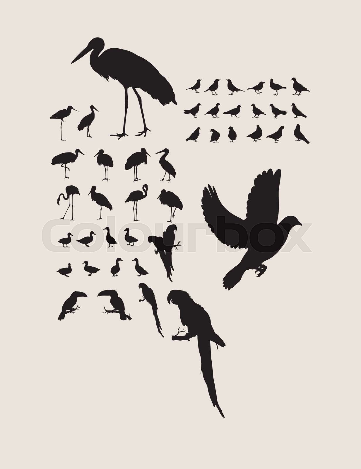 vogel, papagei, icon | Stock-Vektor | Colourbox