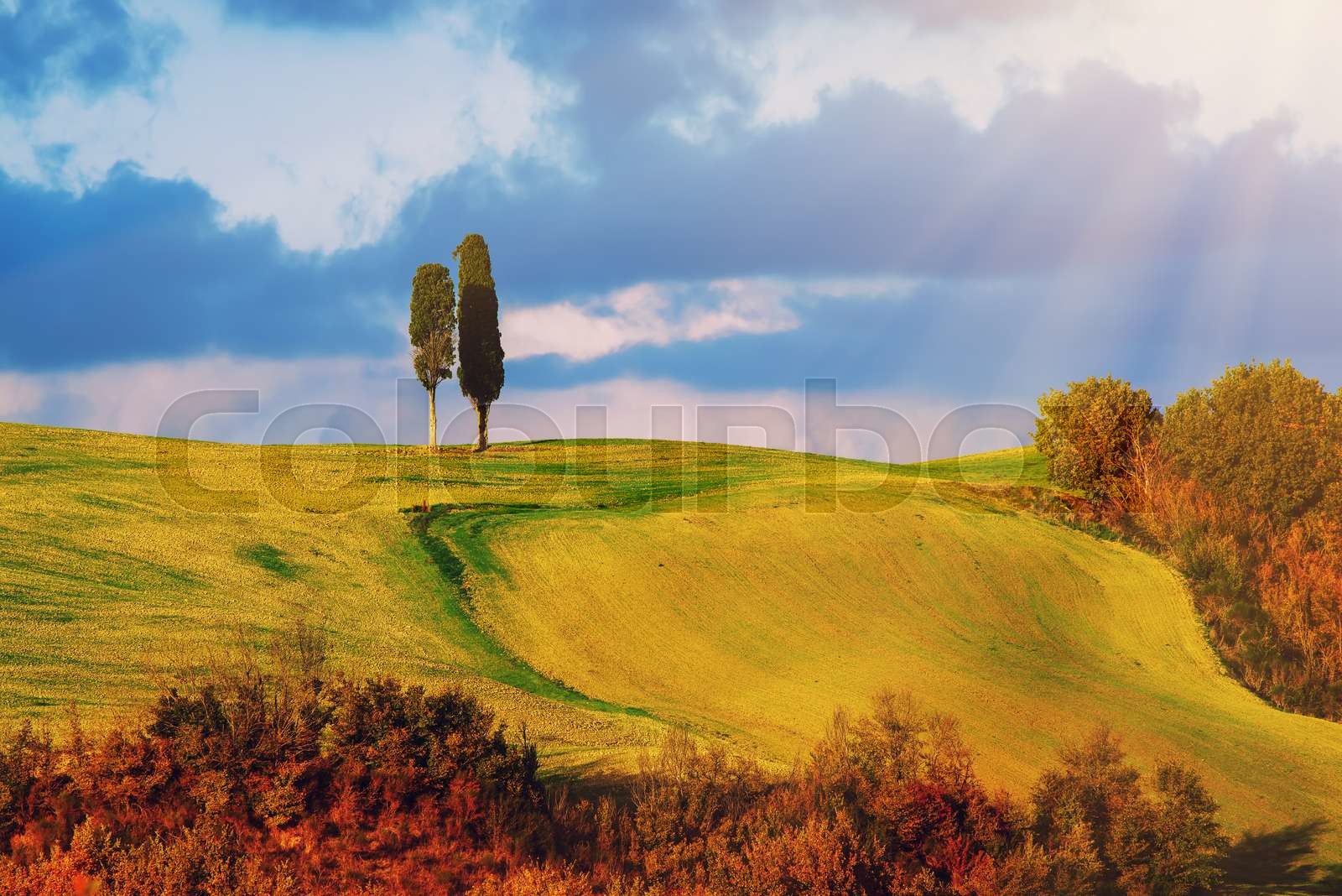 Landscape with trees | Stock image | Colourbox
