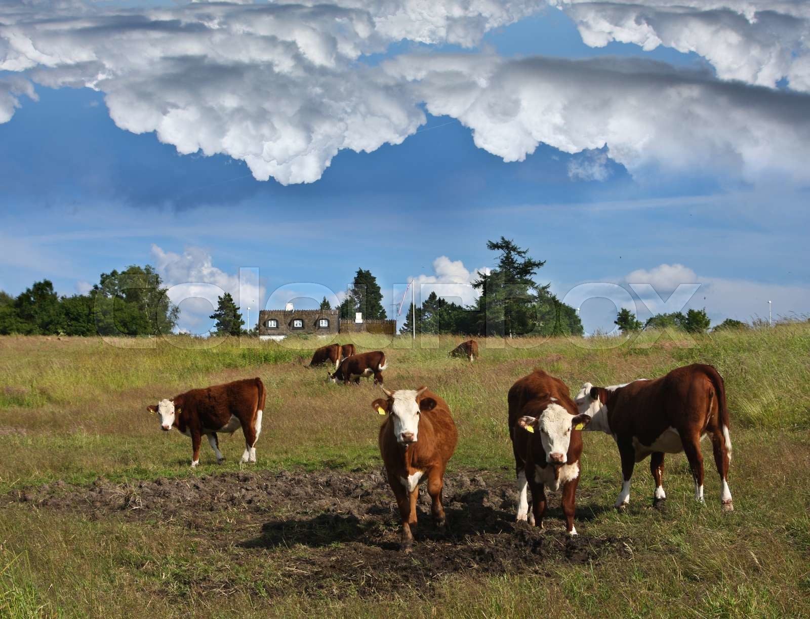 danish cows | Stock image | Colourbox