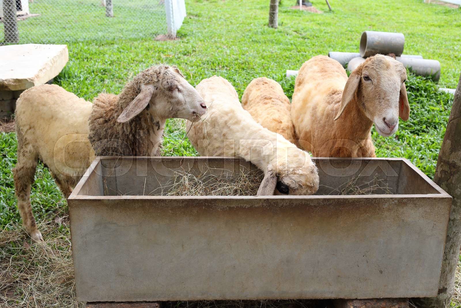 sheep eating food in farm agriculture | Stock image | Colourbox