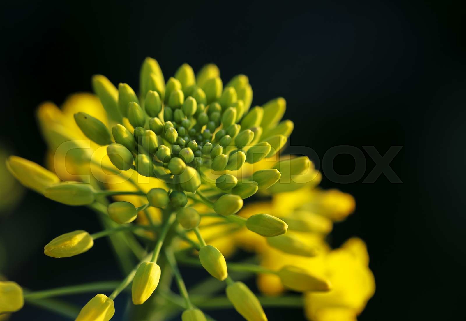 Rape Flower | Stock image | Colourbox