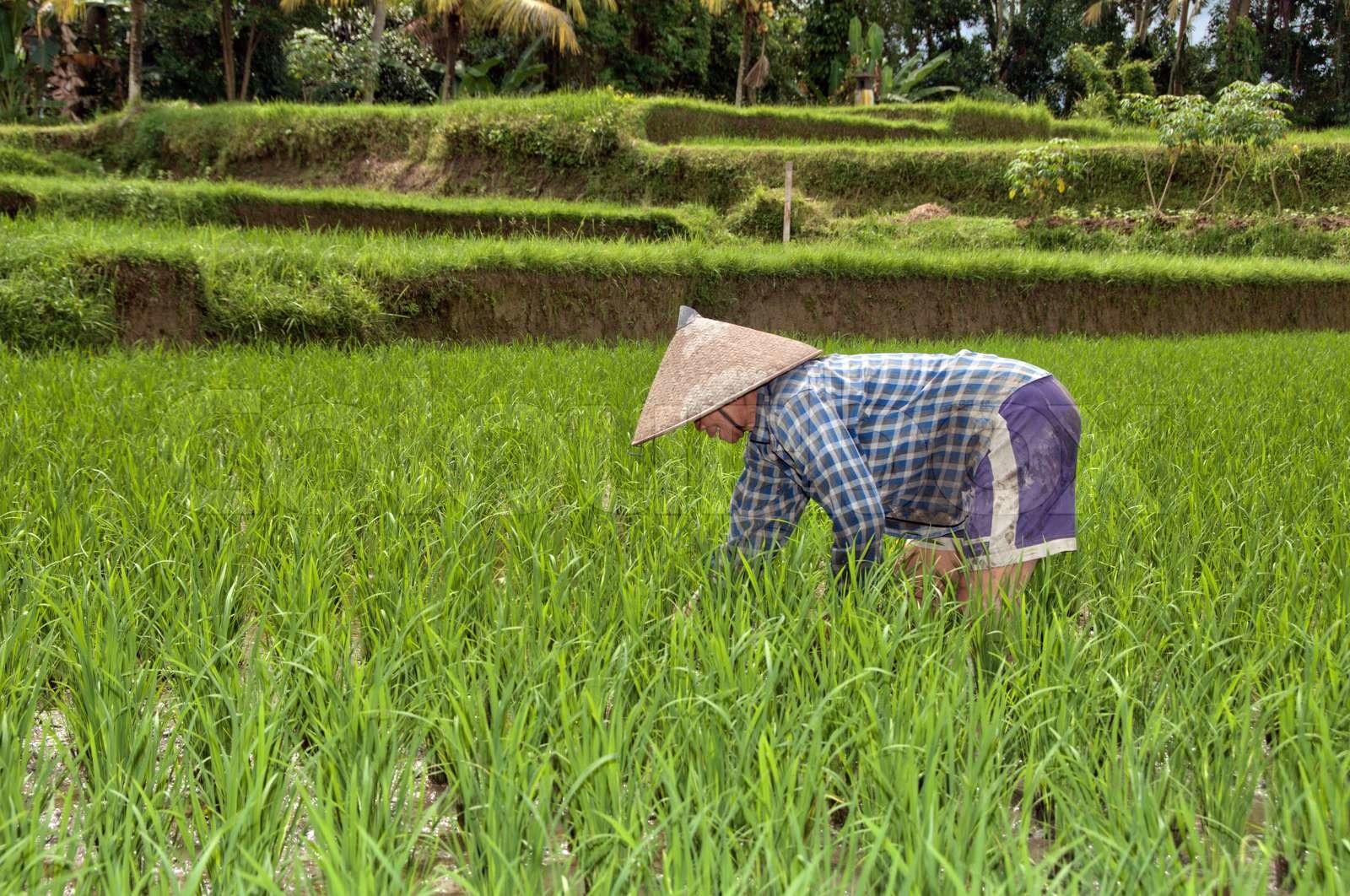 UBUD - 4 April 2011: woman working in rice fields sawa on April 4, 2011 ...