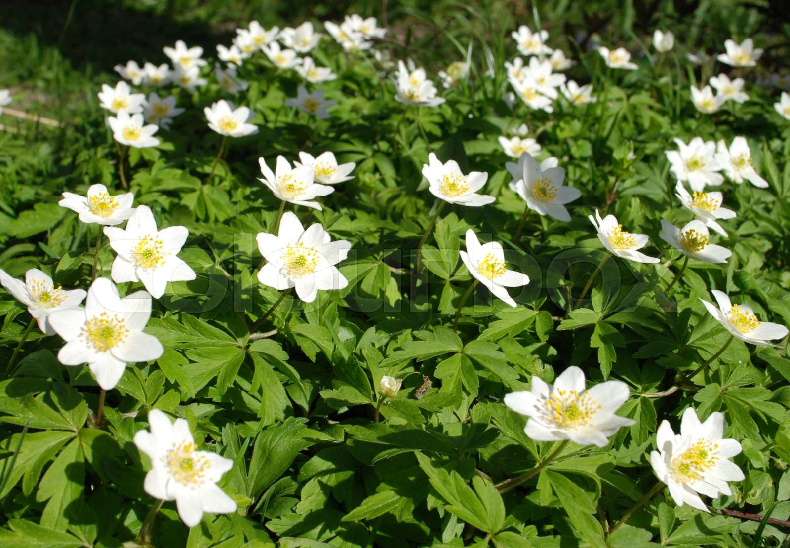 Anemoner på Bornholm | Stock foto | Colourbox
