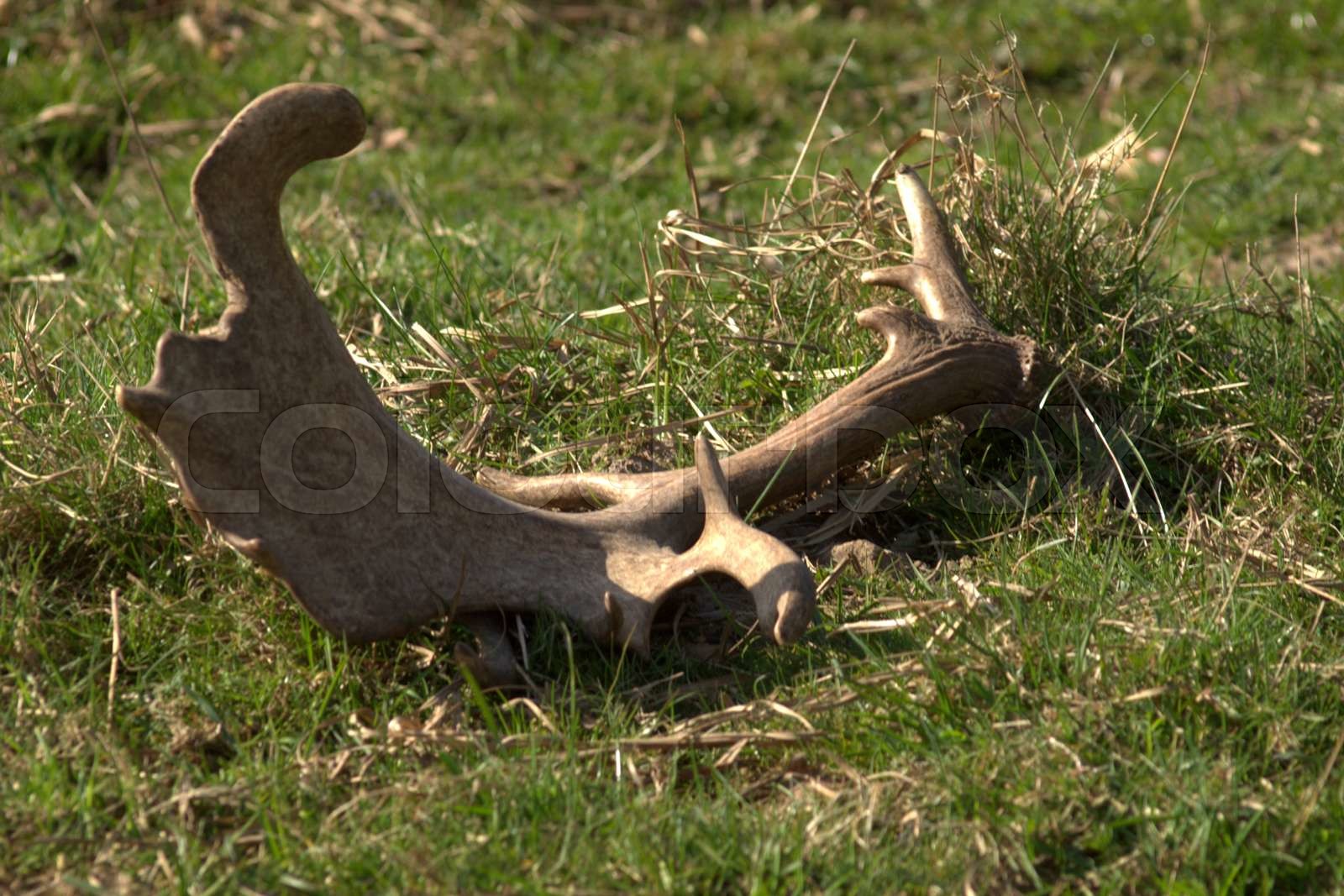 Gevir fra hjort | Stock foto | Colourbox