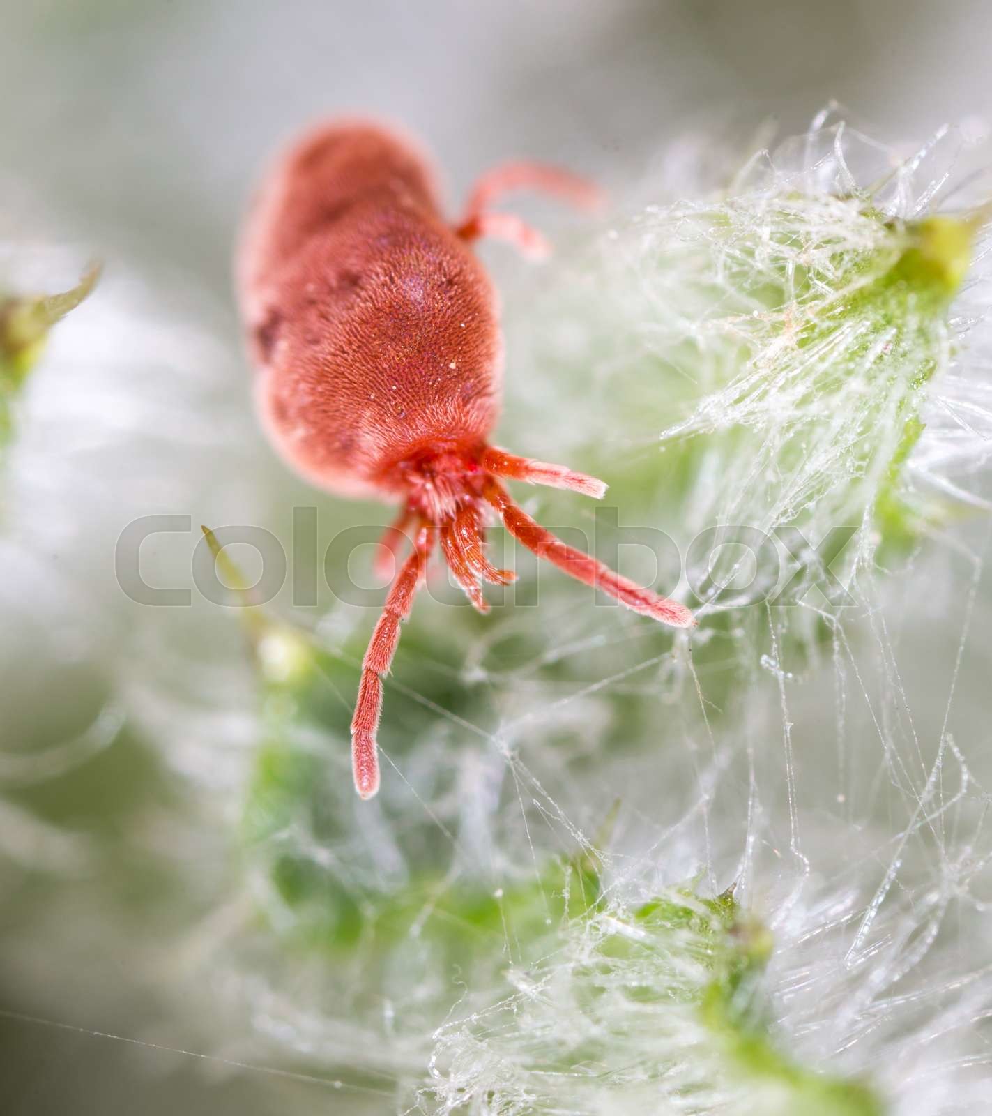 Red tick in nature. macro | Stock image | Colourbox