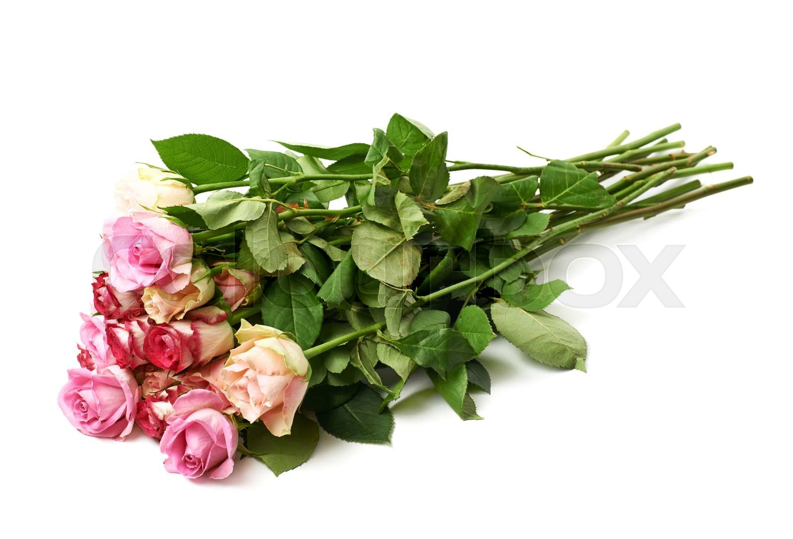 Pile of rose flowers isolated | Stock image | Colourbox