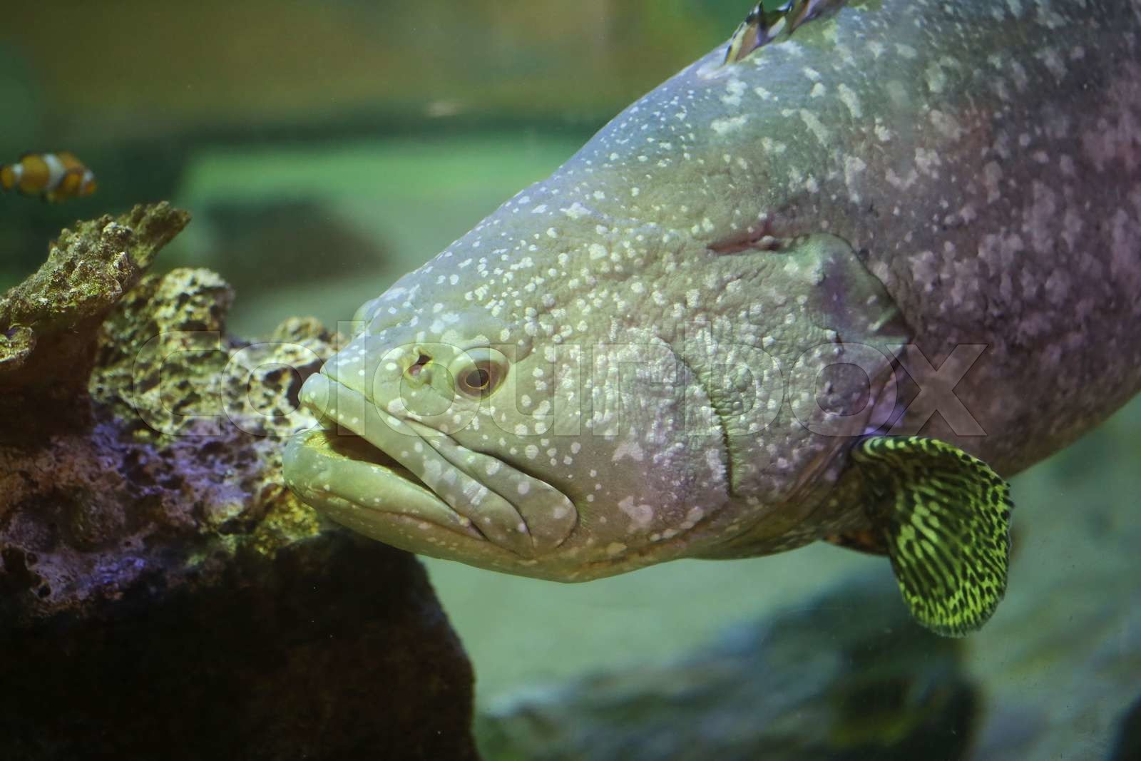 grouper fish | Stock image | Colourbox