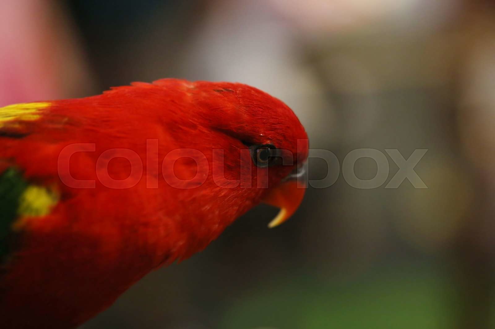 small red parrot, eye | Stock image | Colourbox