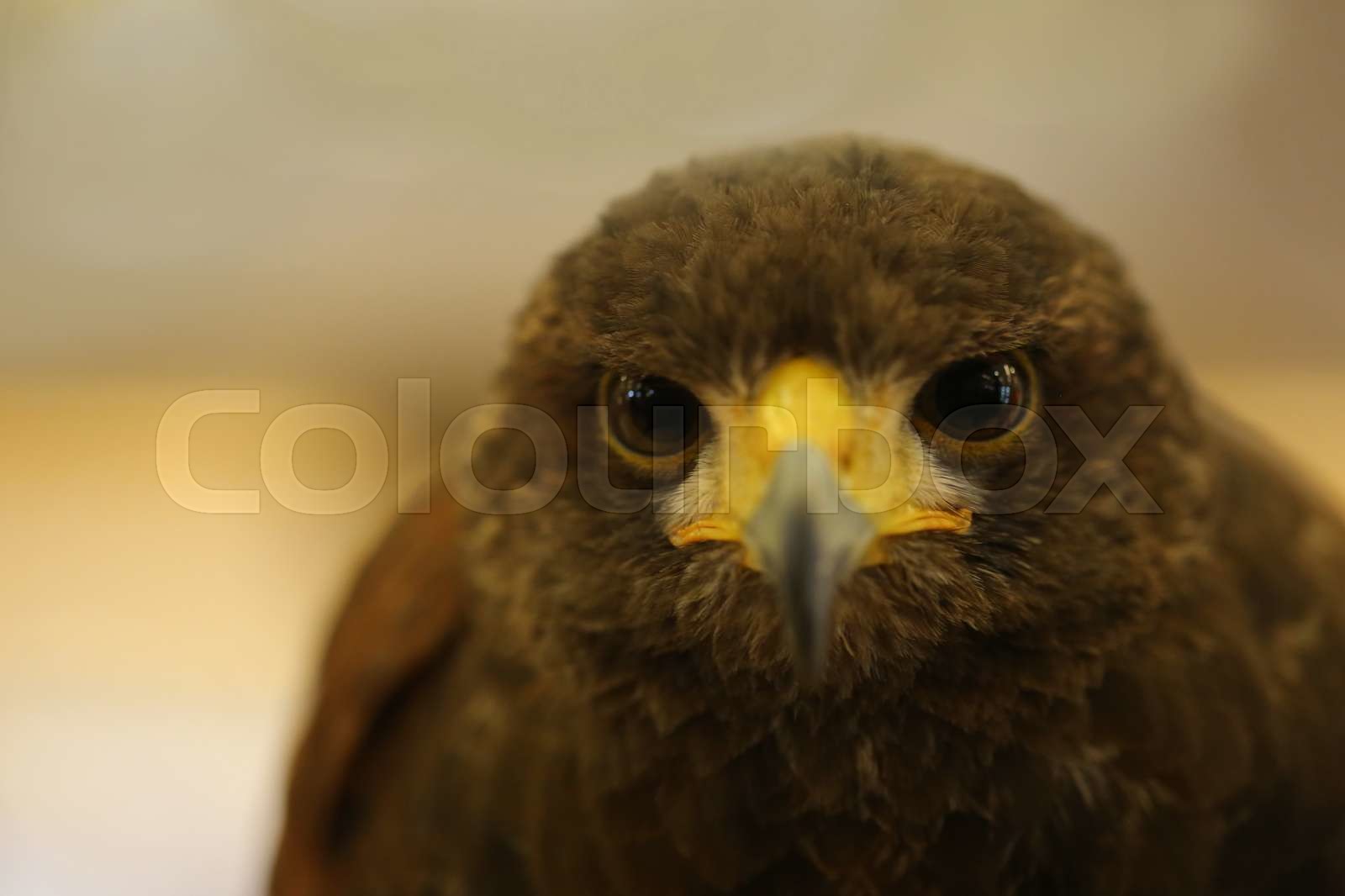brown eagle eye | Stock image | Colourbox