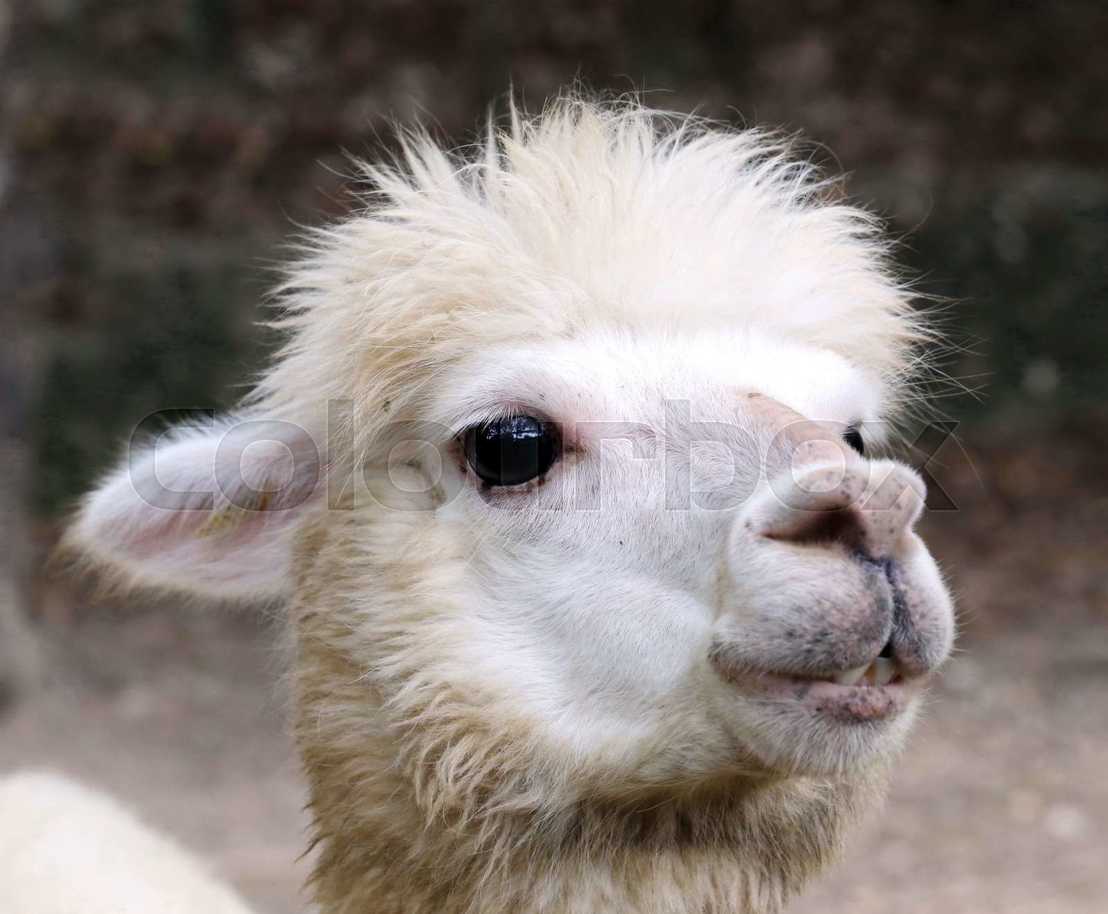 Alpaca, eye | Stock image | Colourbox