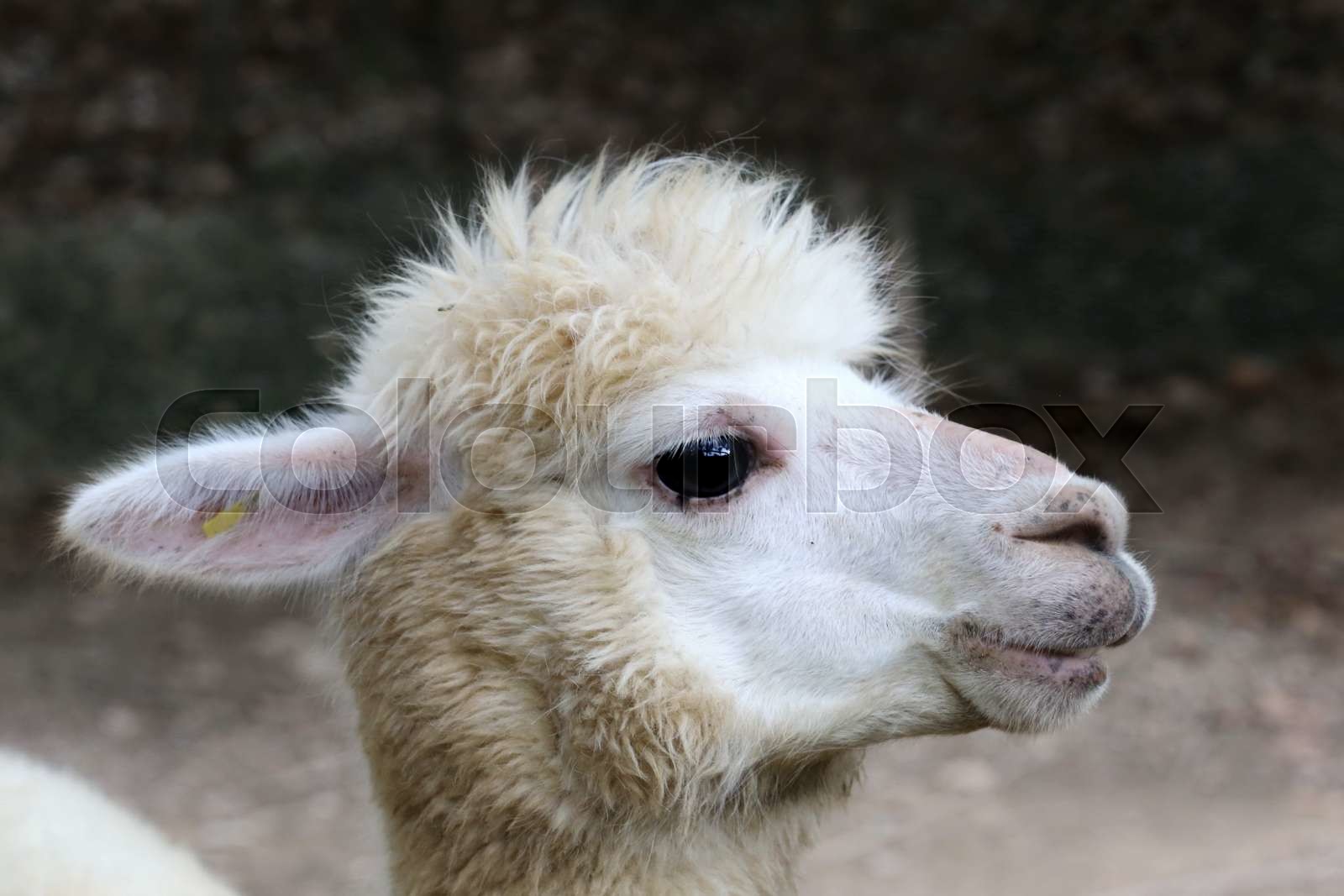 Alpaca, eye | Stock image | Colourbox