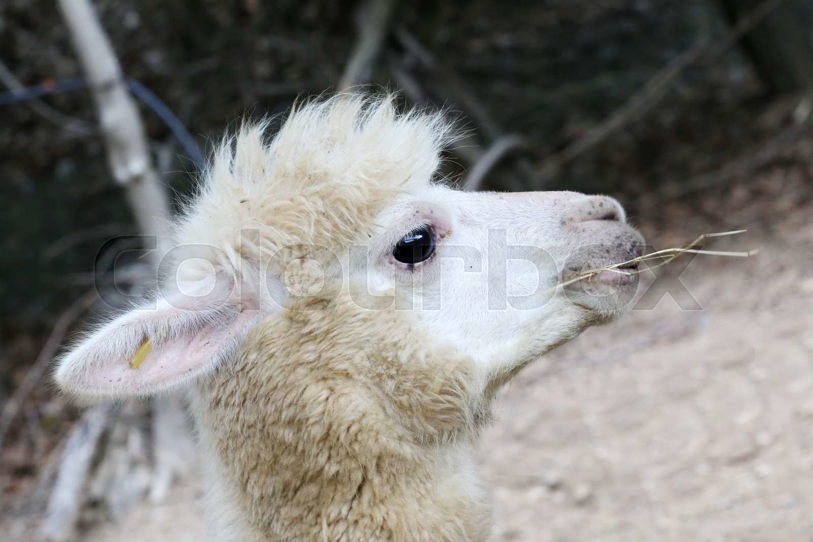 Alpaca, eye | Stock image | Colourbox