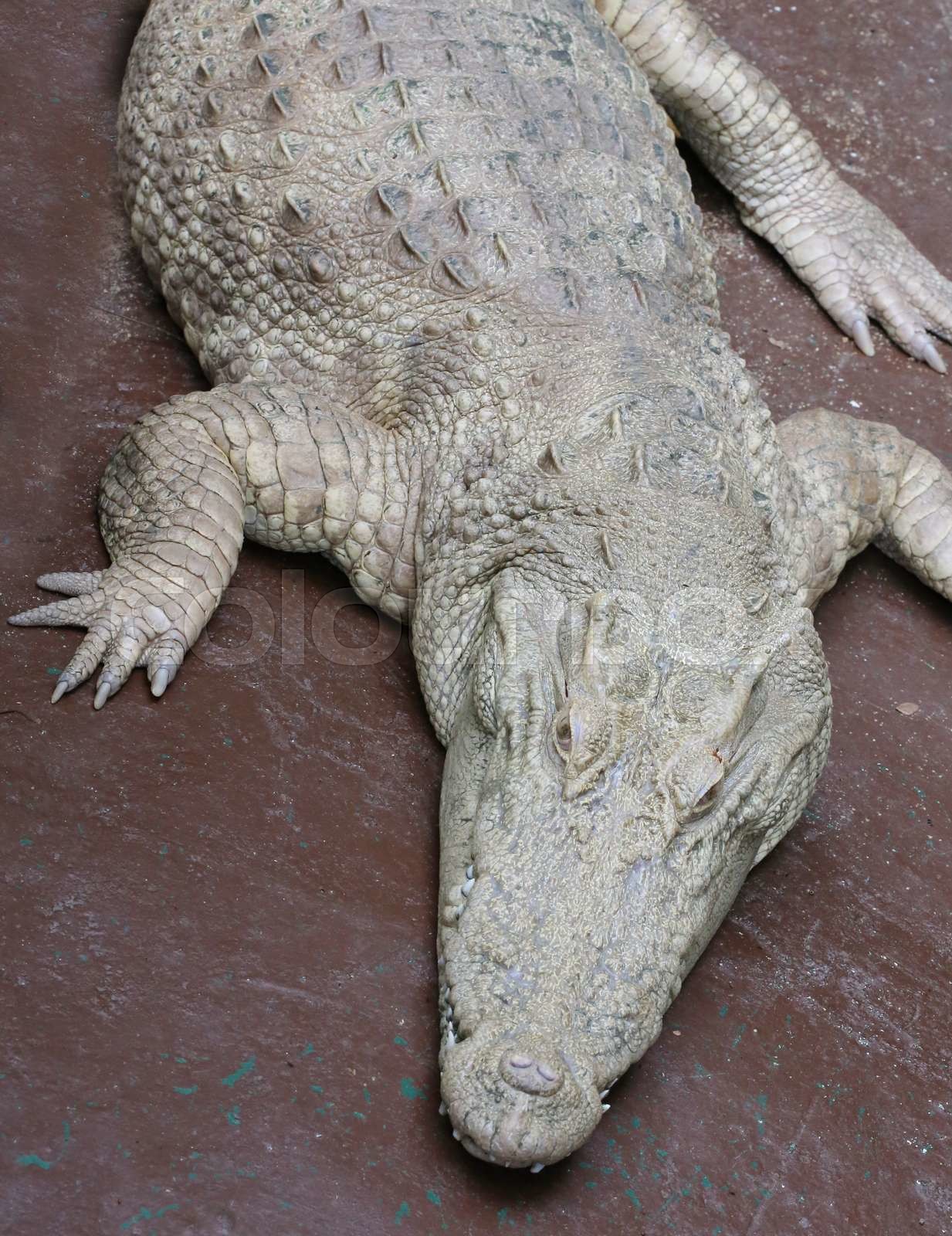 white crocodile ,albino | Stock image | Colourbox