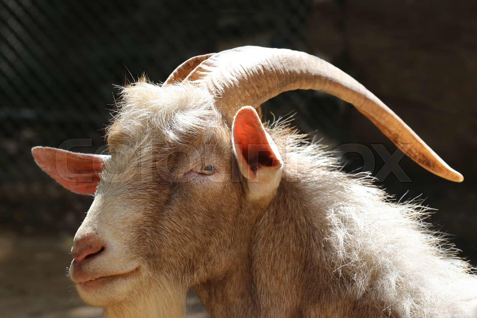 long horn goat | Stock image | Colourbox