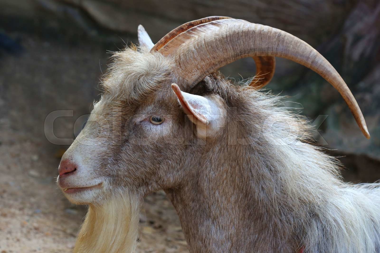 long horn goat | Stock image | Colourbox