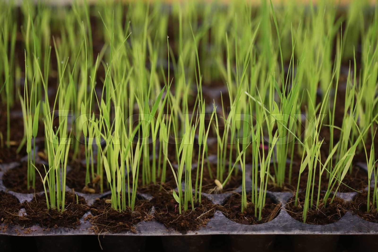 Rice seedling in tray planting | Stock image | Colourbox