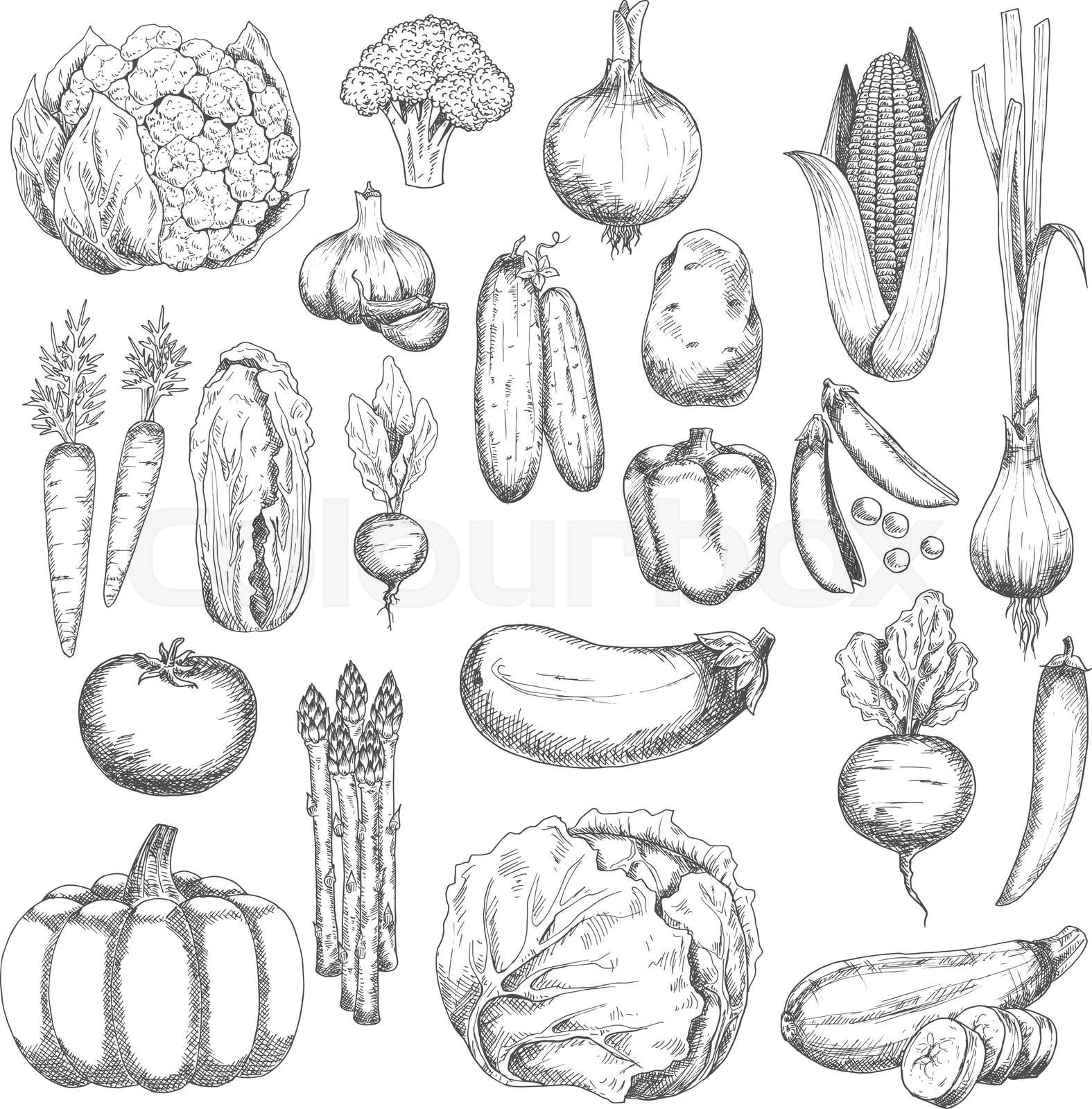 Wholesome farm vegetables sketches set | Stock vector | Colourbox