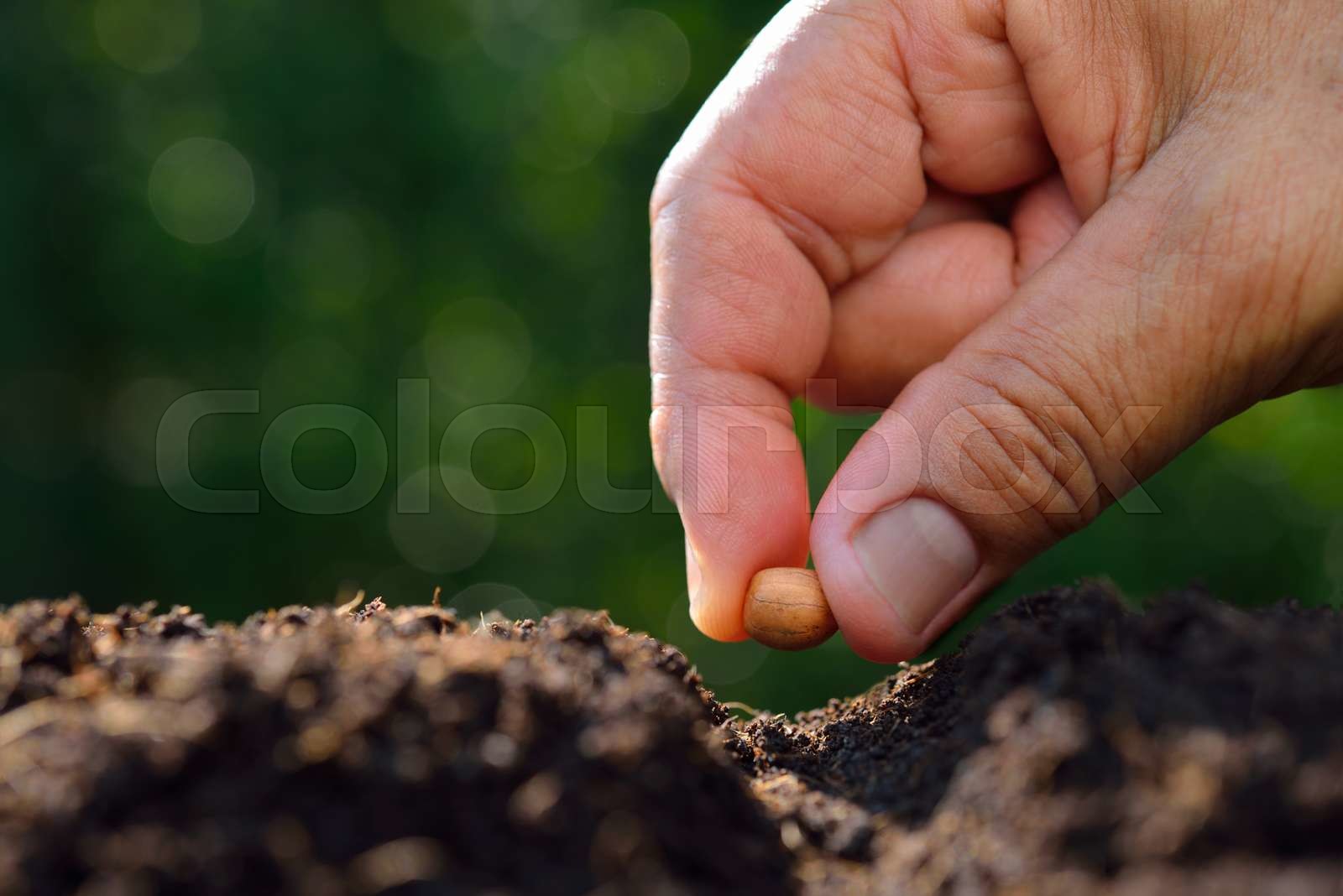 Planting seed in soil | Stock image | Colourbox