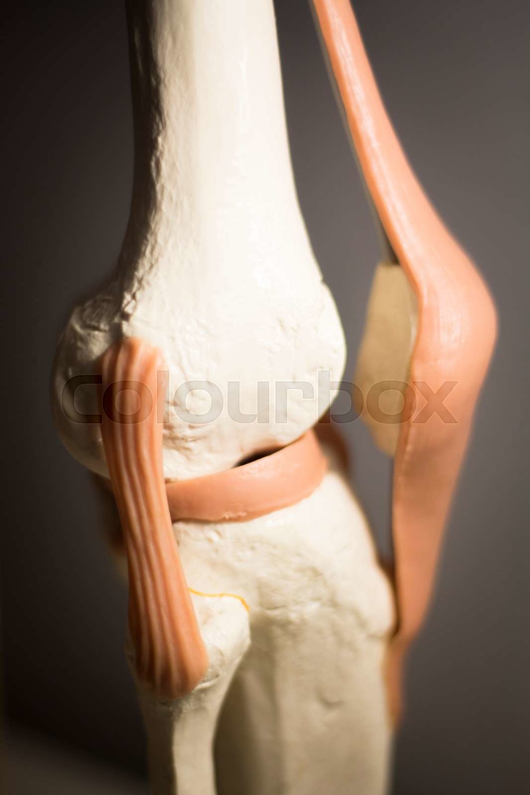 Knee joint meniscus tendon model | Stock image | Colourbox