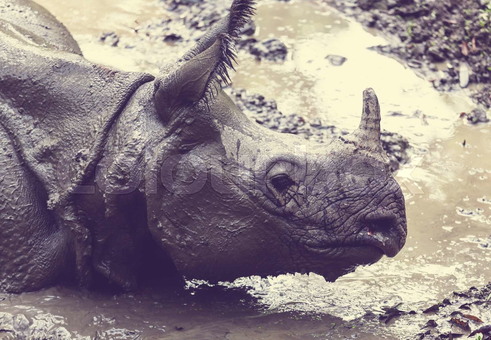 Rhino in Nepal | Stock image | Colourbox