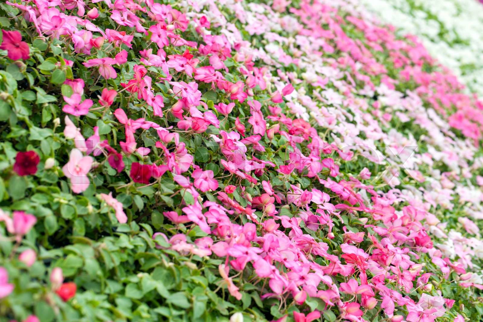 Assorted Pink Flowers | Stock image | Colourbox