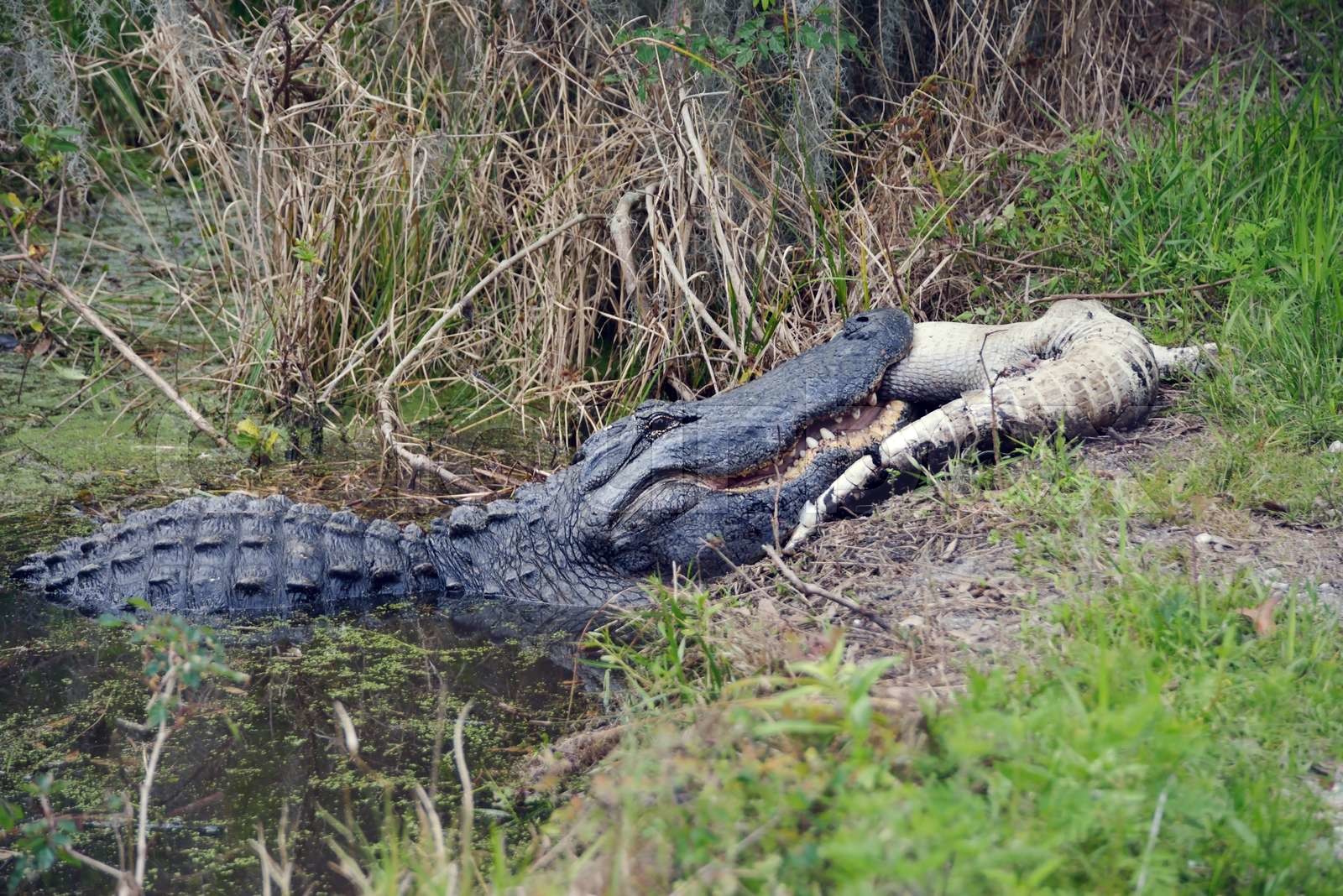 Large Florida Alligator Eating | Stock image | Colourbox
