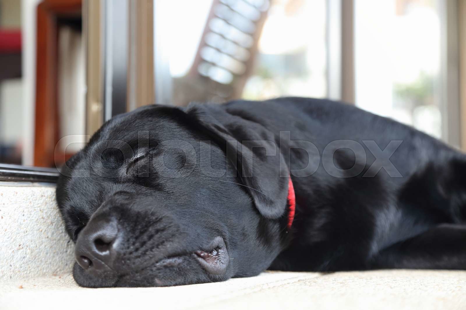 black labrador retriever sleeping | Stock image | Colourbox
