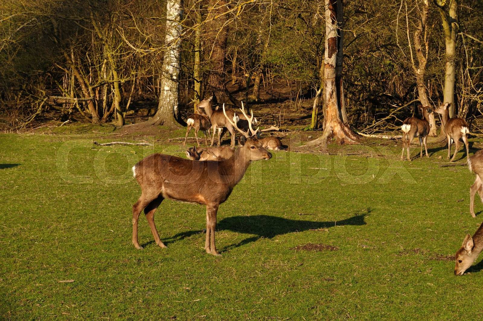 sikahjort, hjort, sika | Stock image | Colourbox