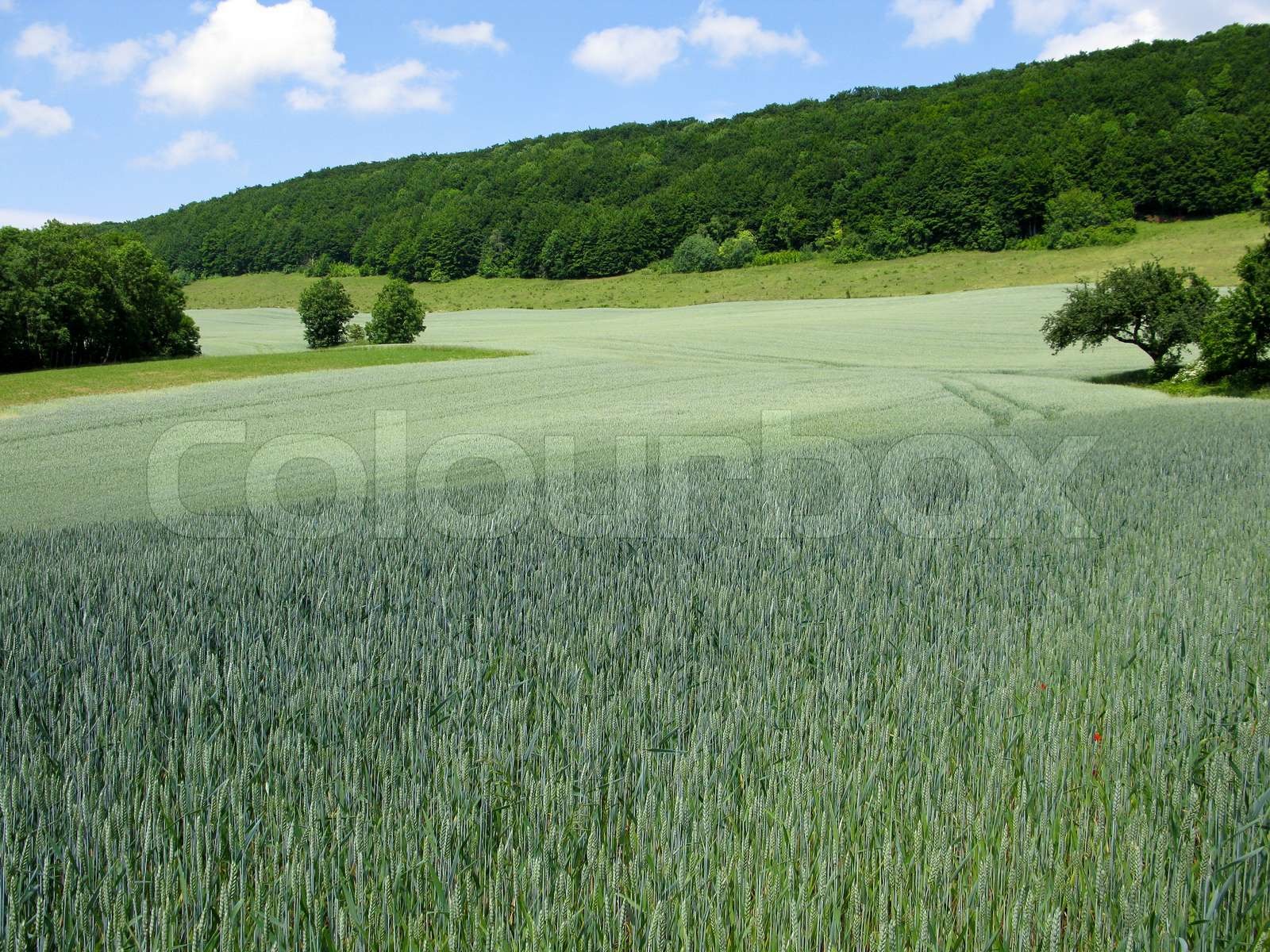 grønne rugmark på bakke med skov i baggrunden og blå himmel | Stock ...