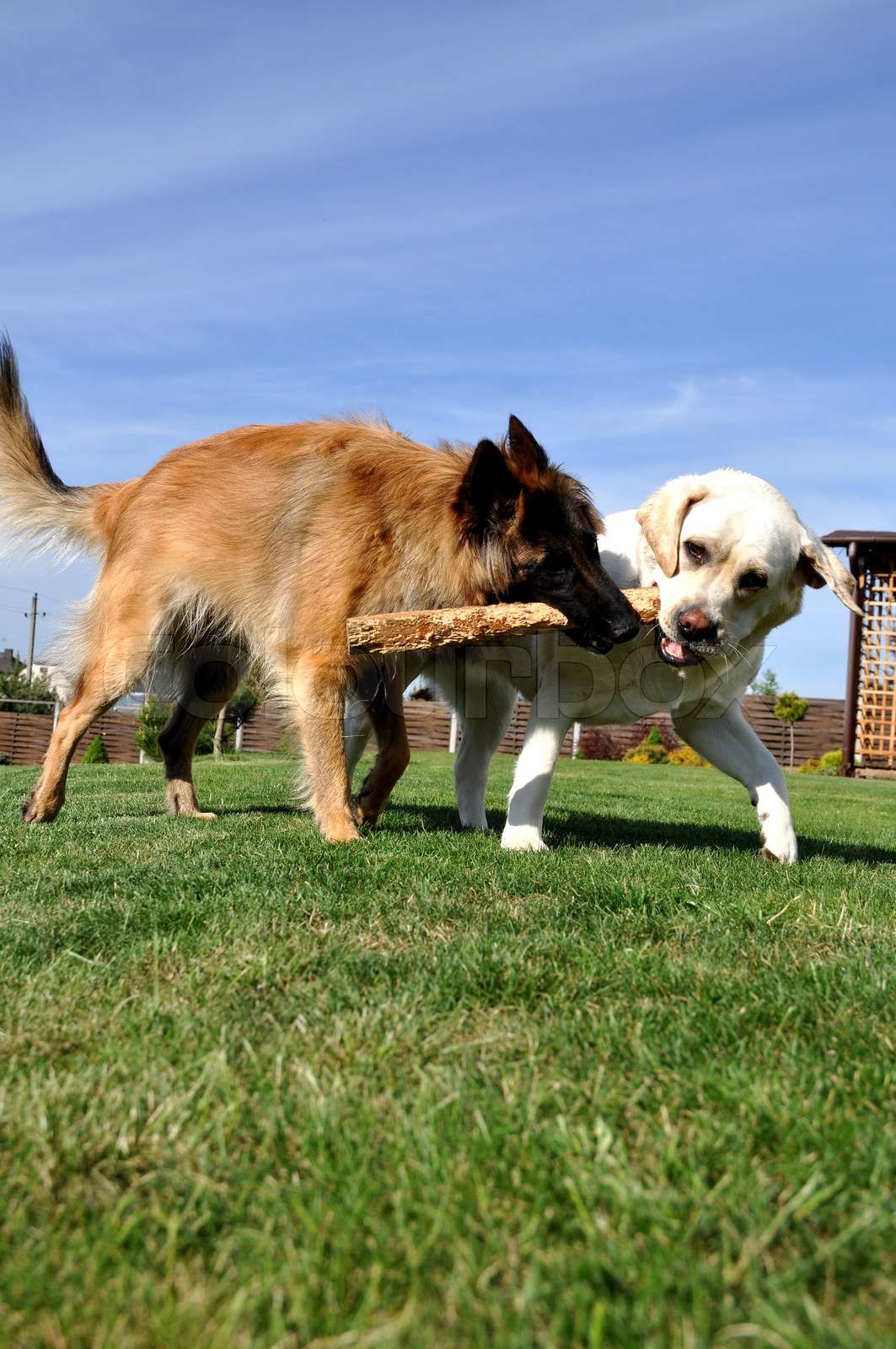 zwei Hunde | Stock Bild | Colourbox