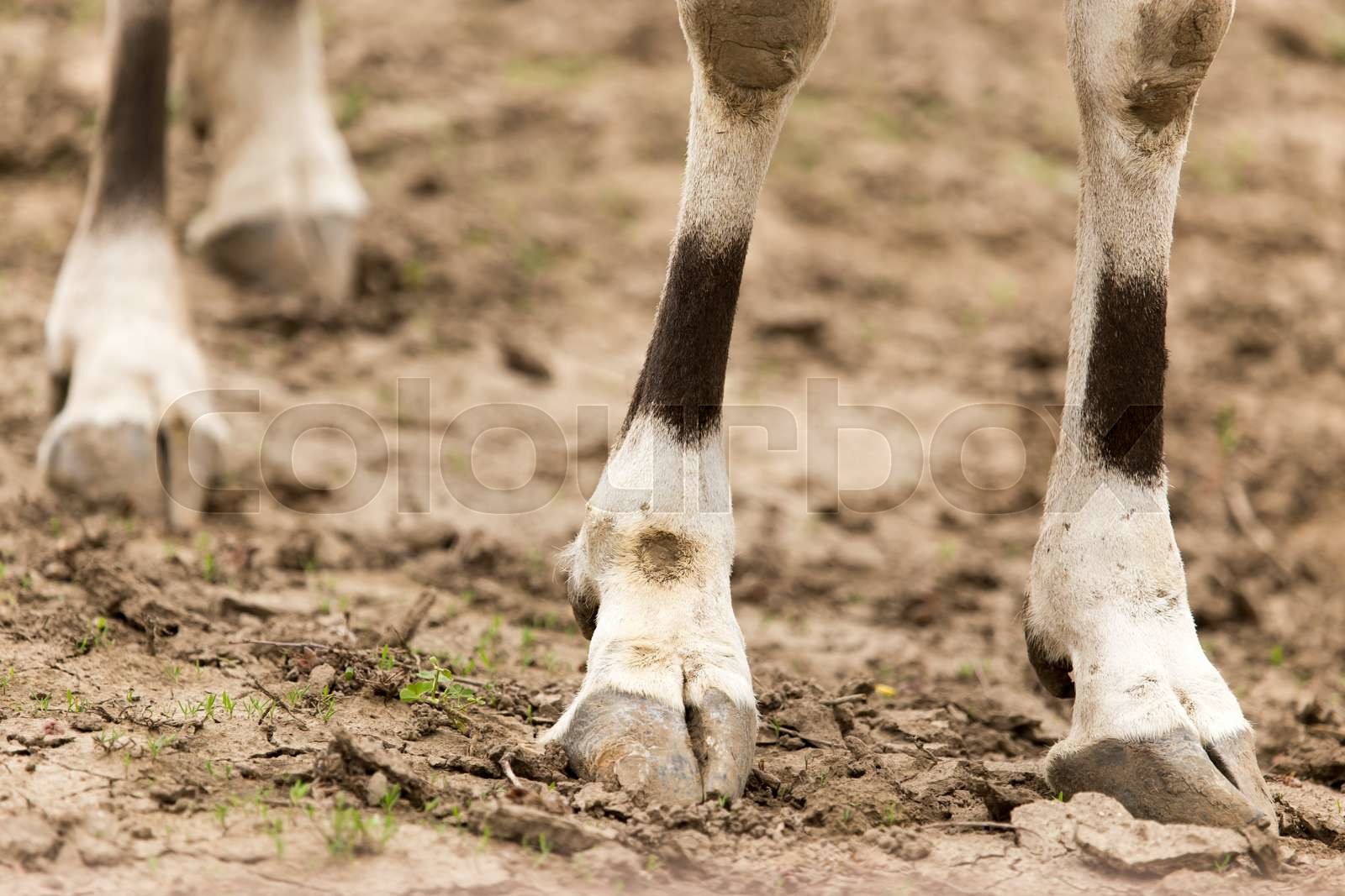 antelope hoof on the ground in nature | Stock image | Colourbox
