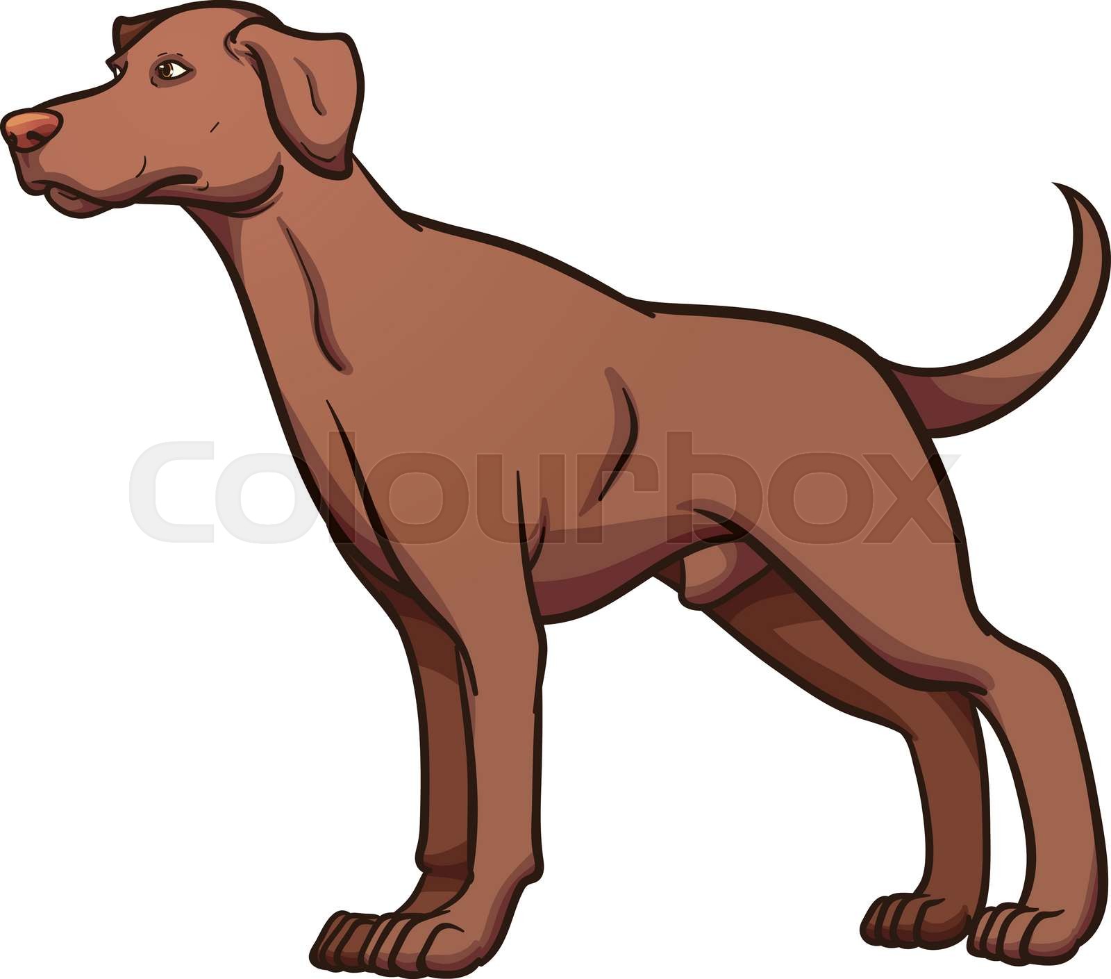 Pointer dog | Stock vector | Colourbox