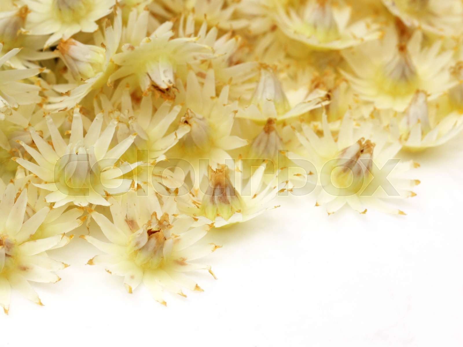 Bokul flower of Indian subcontinent | Stock image | Colourbox