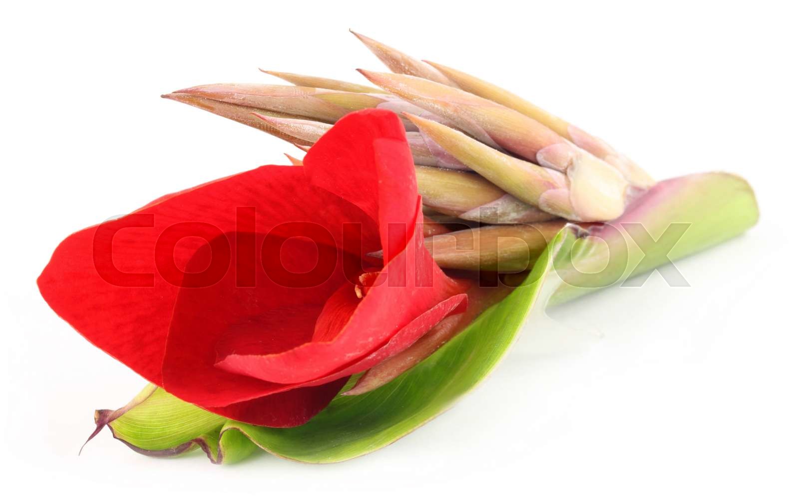 Kolaboti flower of Indian subcontinent | Stock image | Colourbox