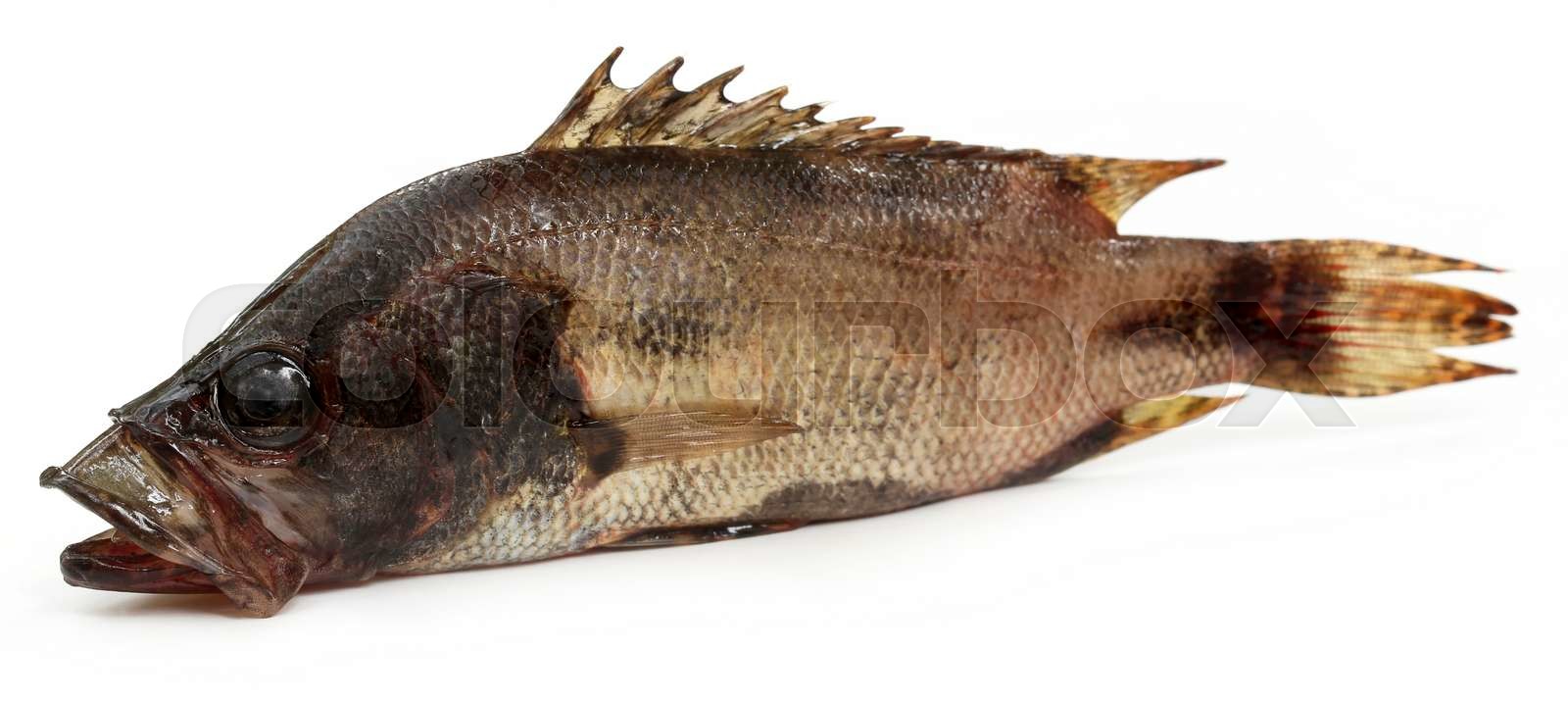 Mottled Nandus or veda fish of Sout Asia | Stock image | Colourbox